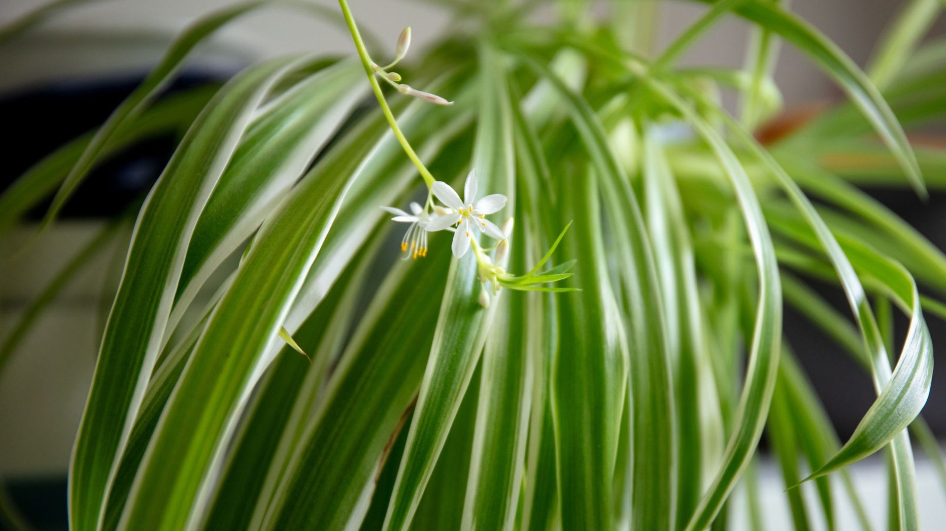 Le Chlorophytum : culture et entretien de cette jolie et robuste plante ...