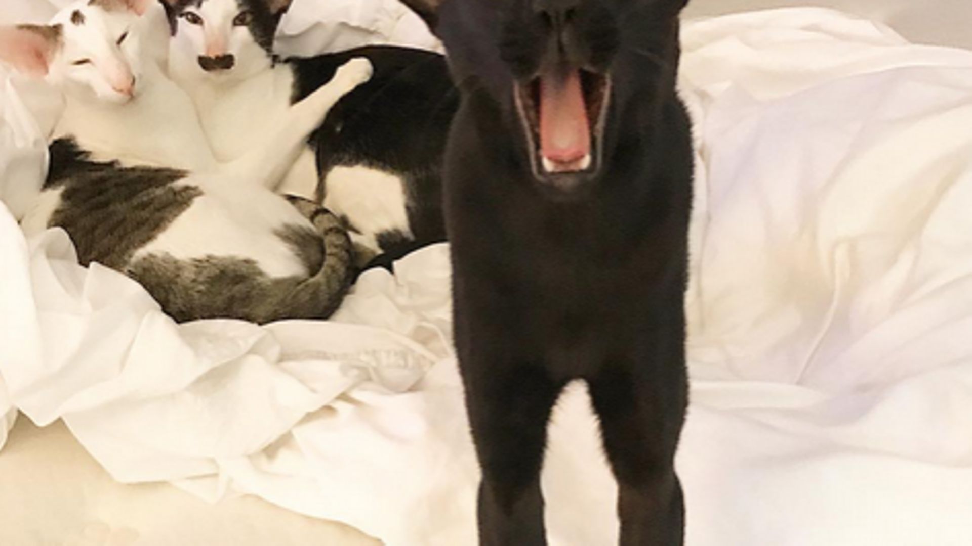 Cats of Instagram : hobbikats - RTBF Actus