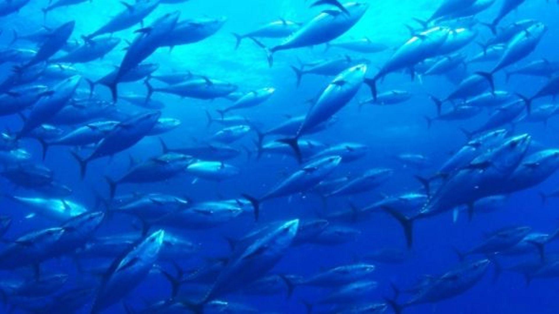 Imiter les bancs de poissons pour éviter les collisions - RTBF Actus