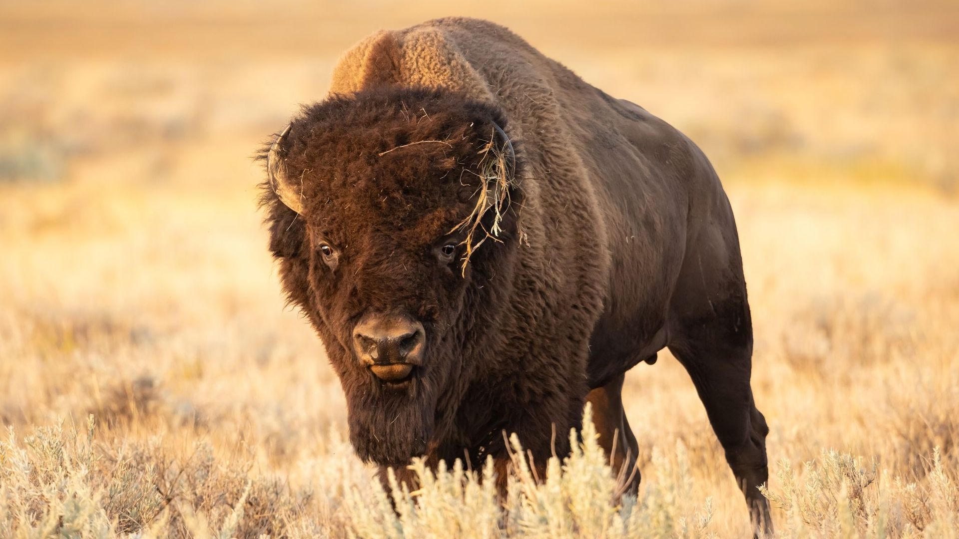 Le retour du bison dans le Far West fait renaître l'écosystème de Yellowstone - RTBF Actus