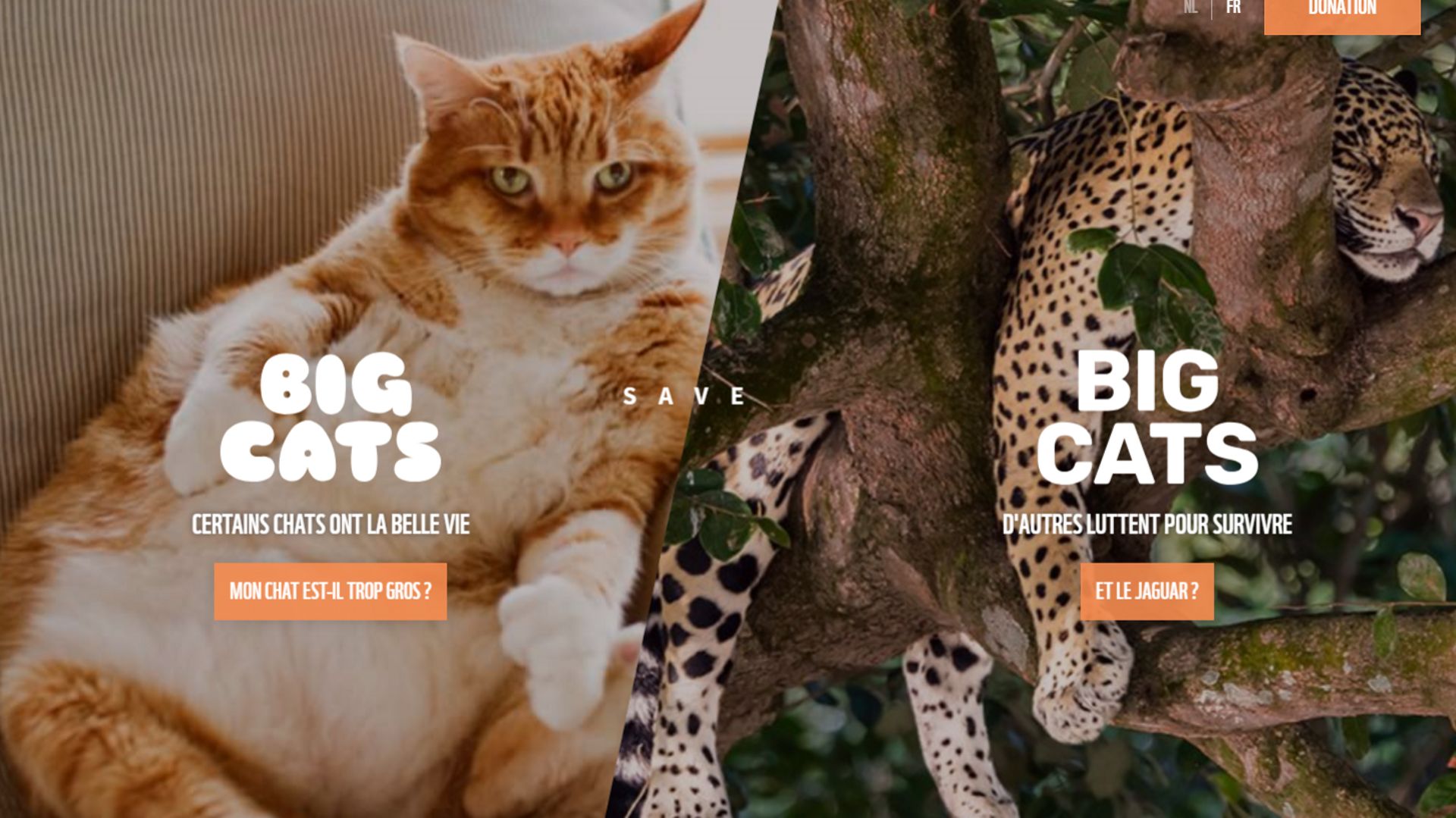 'Big cats save big cats': nos 'gros chats' peuvent sauver les jaguars ...