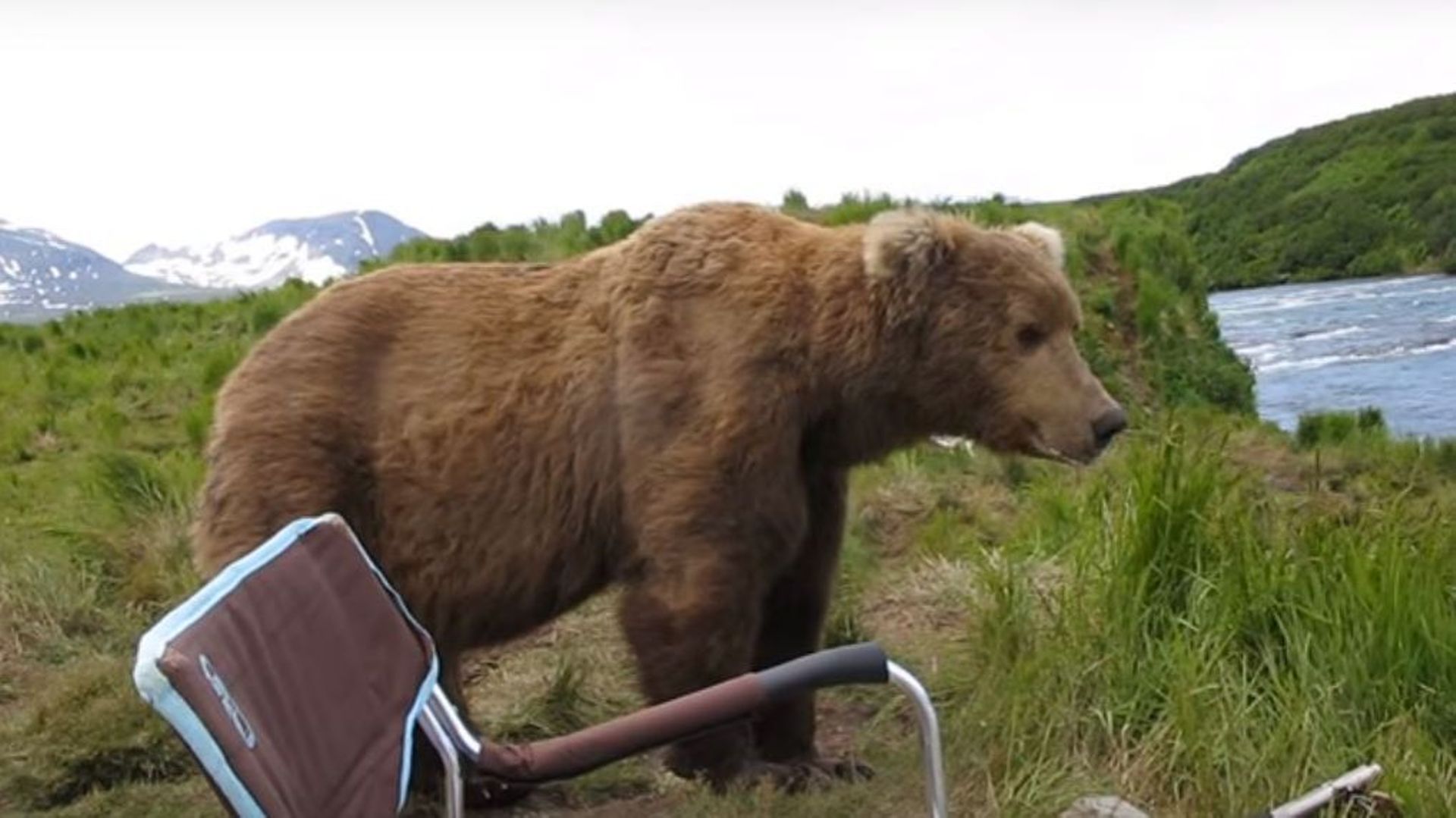 Un ours d'Alaska fait une petite pause avec des photographes