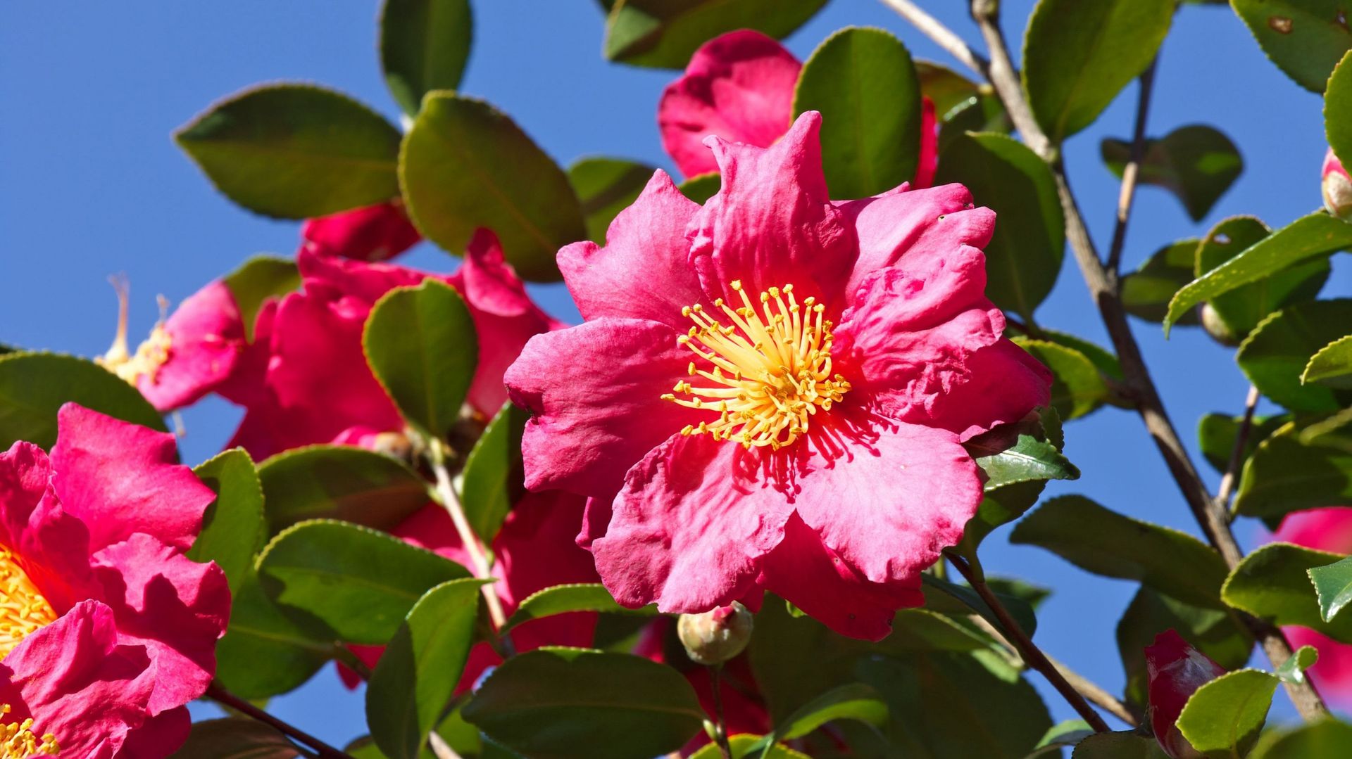 Le gui, une plante symbolique, parasite et porte-bonheur - RTBF Actus