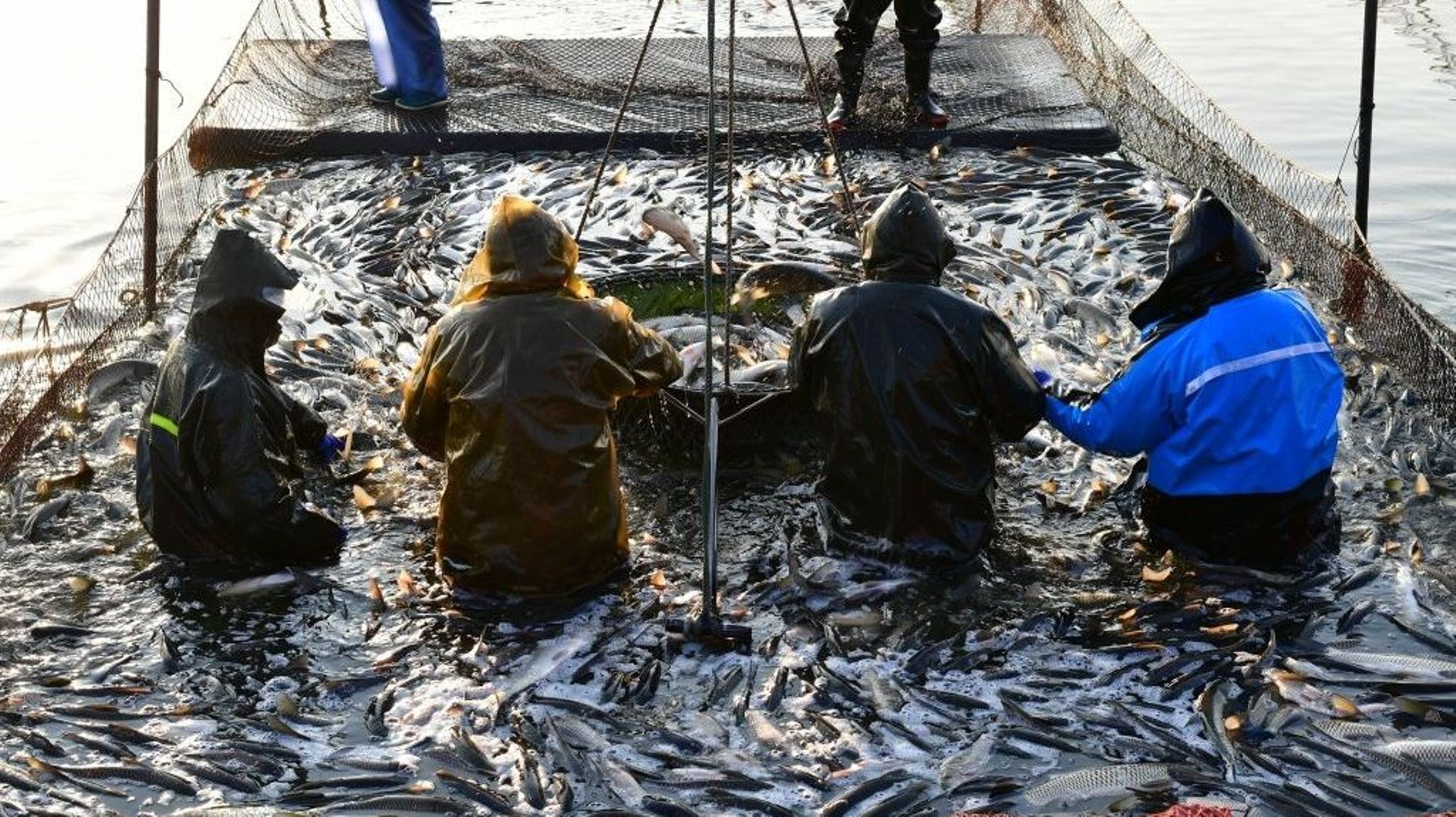 Loi du silence, poissons morts jetés à la mer : les dérives de la pêche ...