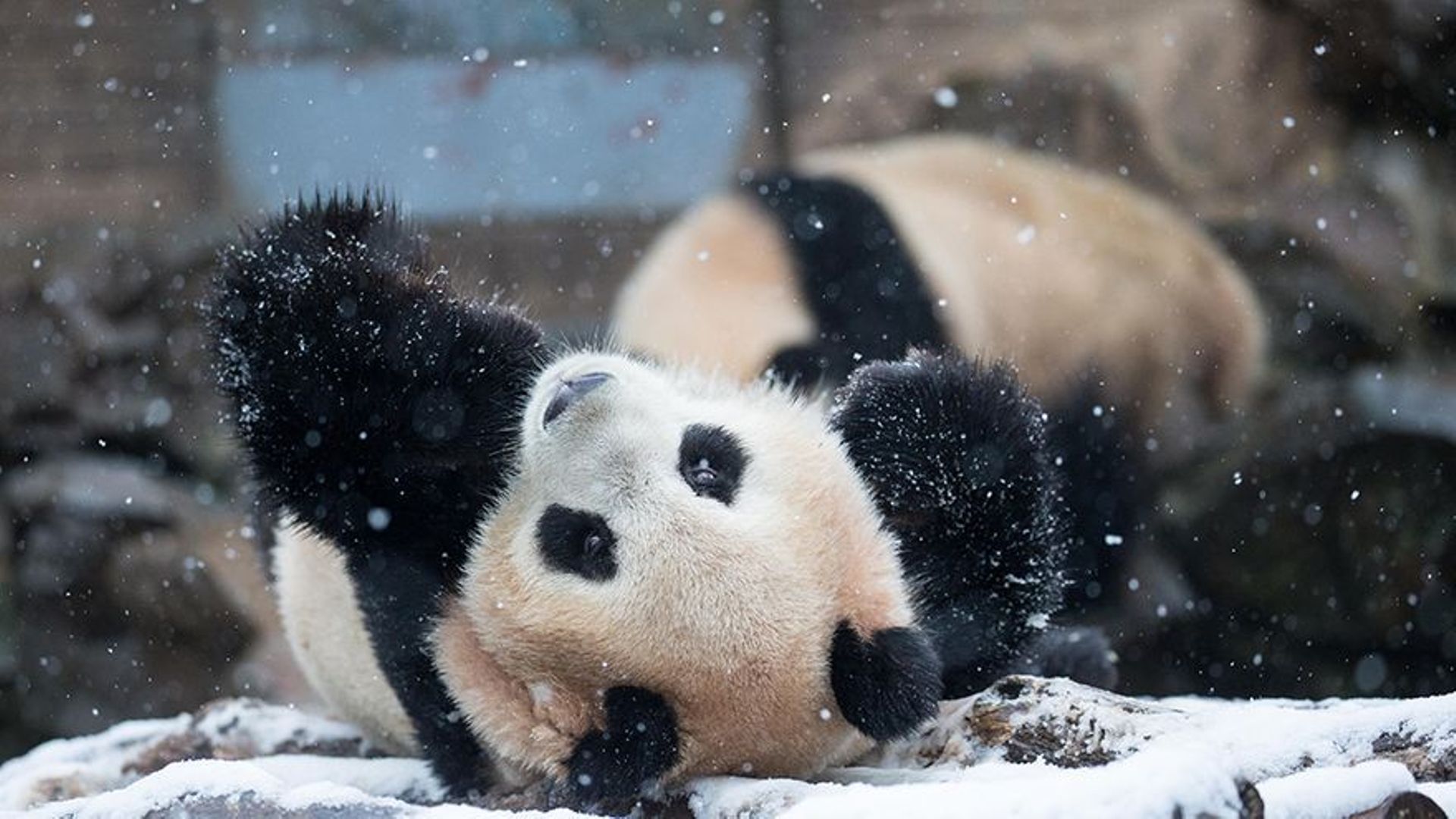L'adorable panda qui joue dans la neige est la star du Web du week-end ...