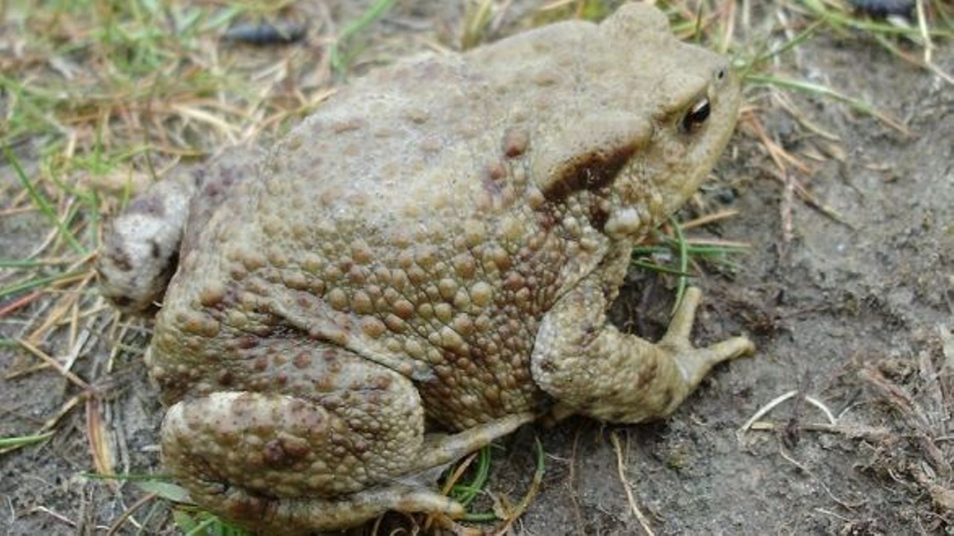 Planète été : les crapauds - RTBF Actus