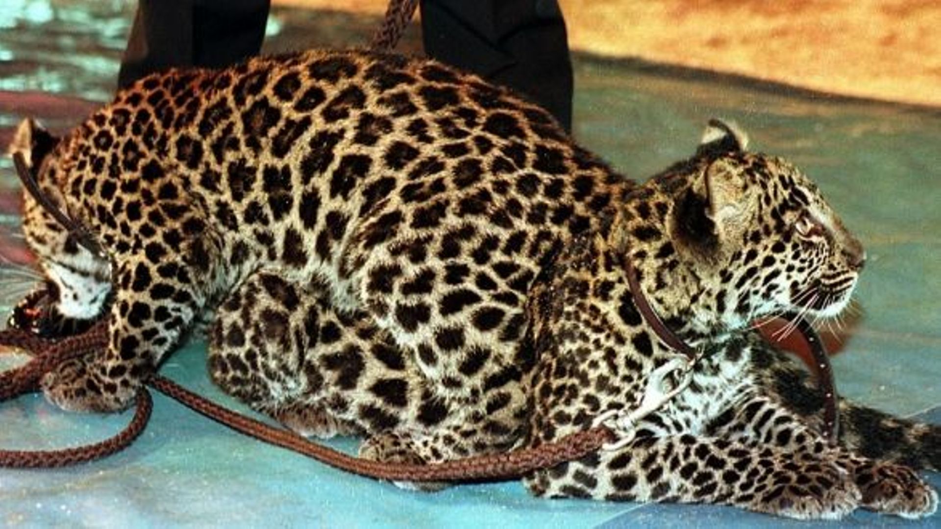 La panthère aperçue dans la région de Bouillon