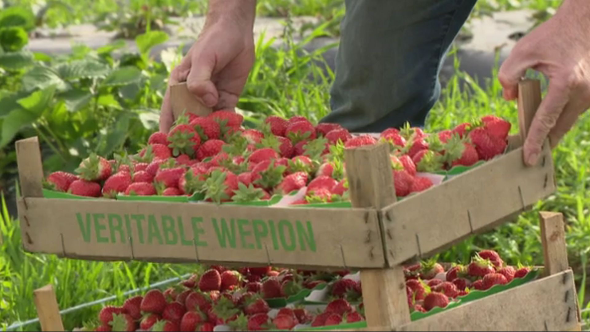 Wépion, l’automne doux favorise la culture pleine terre de la fraise ...