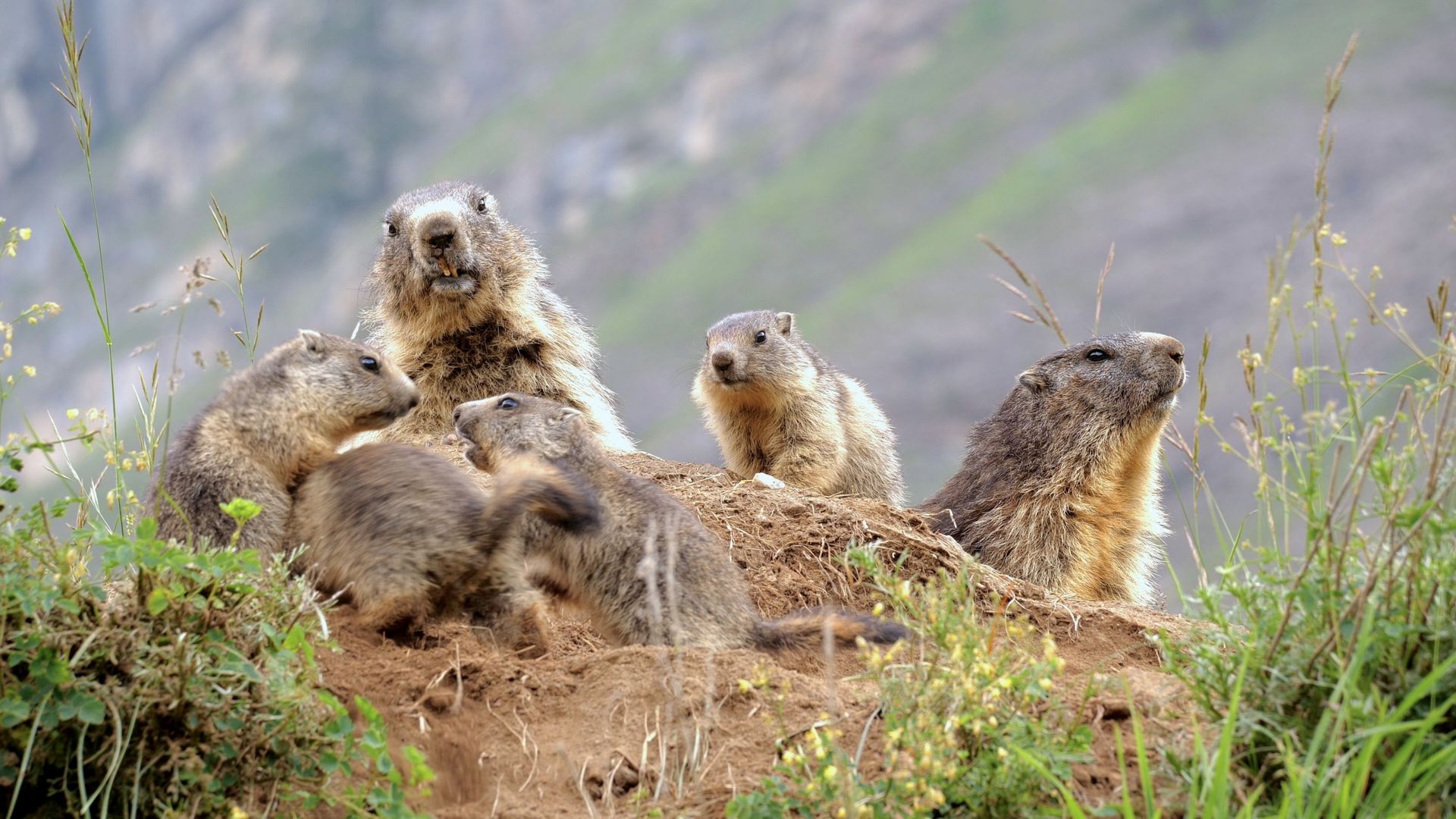 Suivez le quotidien d'un clan de marmottes dans le Jardin ...