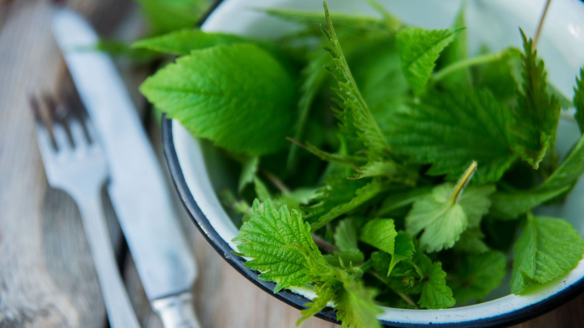 L'ortie, une mine d'or pour votre santé : découvrez ses bienfaits ...