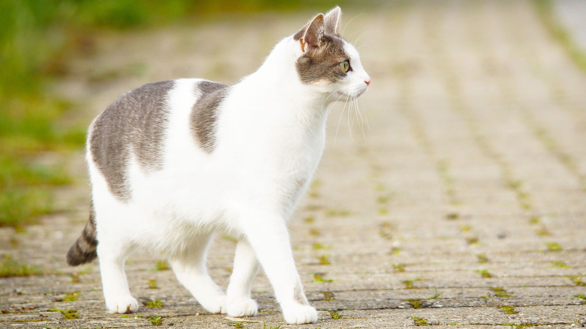 Mon chat a le ventre qui pend : faut-il le faire maigrir ? - RTBF Actus
