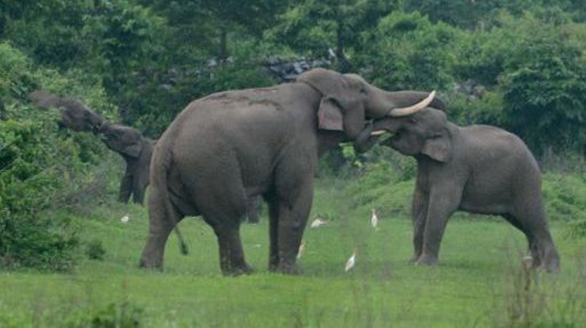 Trafic d'ivoire: les éléphants du Mozambique massacrés par centaines ...
