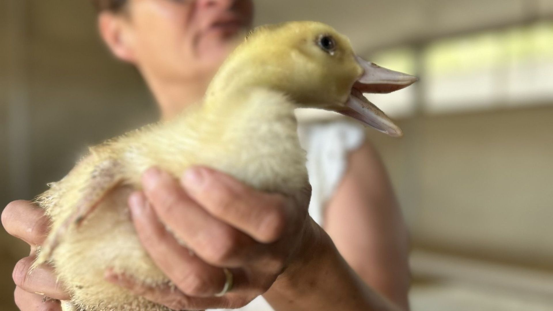 Gavage et bien-être animal sont-ils inconciliables ? - RTBF Actus