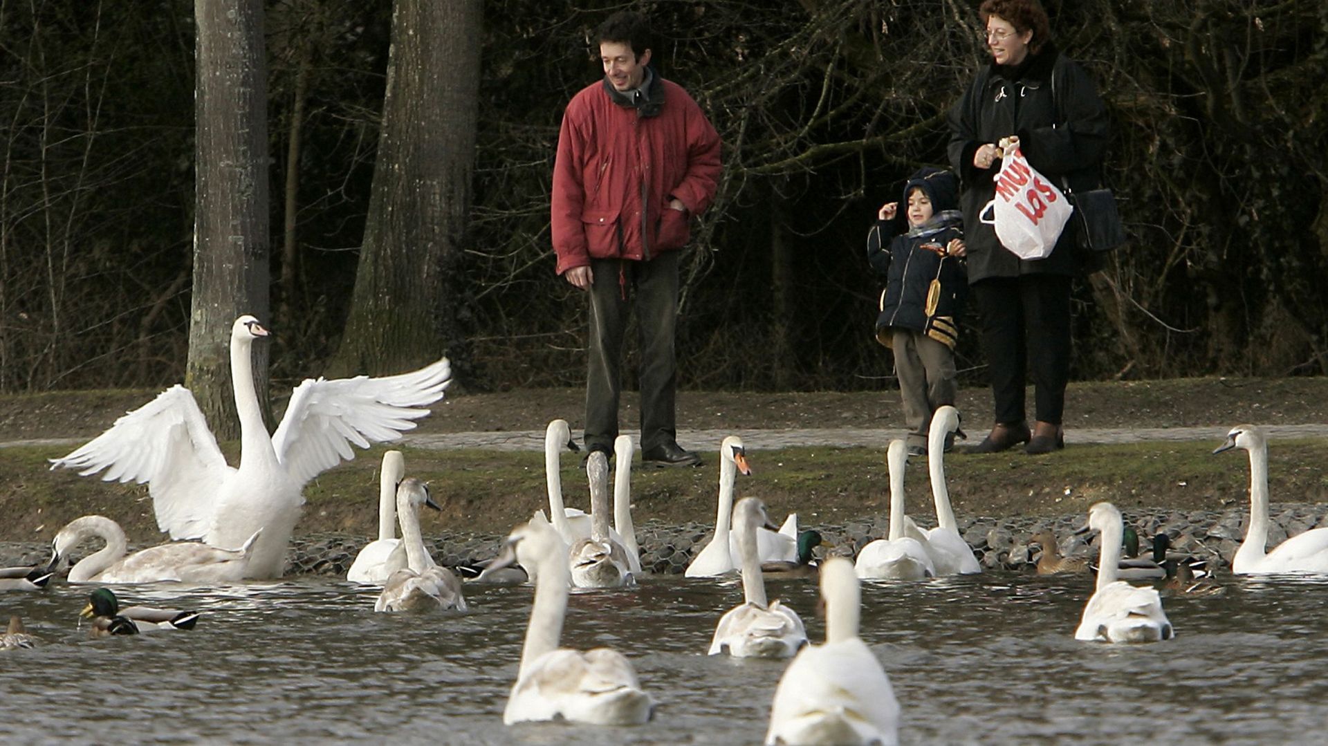 Grippe aviaire : les Etats-Unis vont consacrer 300 millions de dollars ...