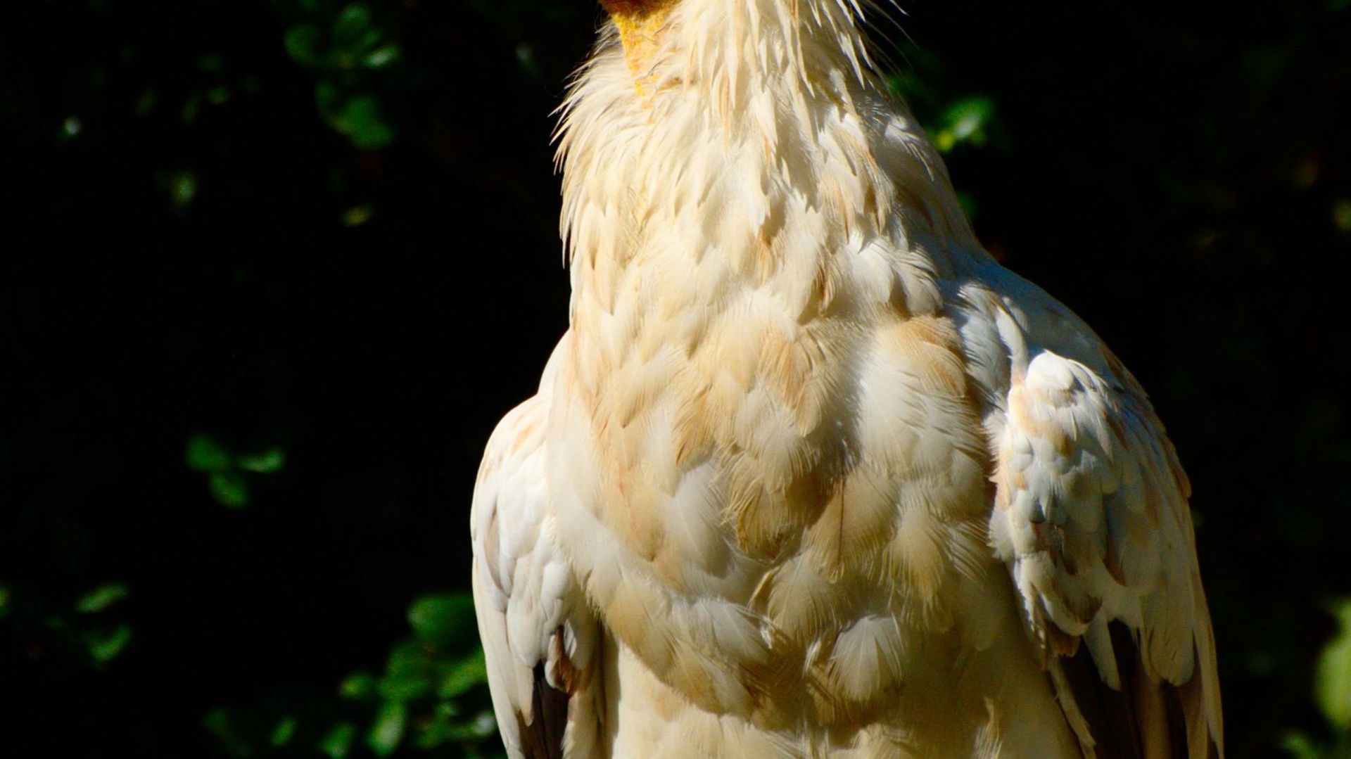 Lozère : 5 animaux insolites à observer dans le Parc National des ...