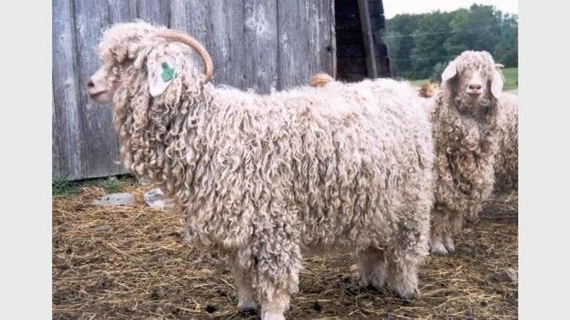 Elevage de chèvres angora... - RTBF Actus