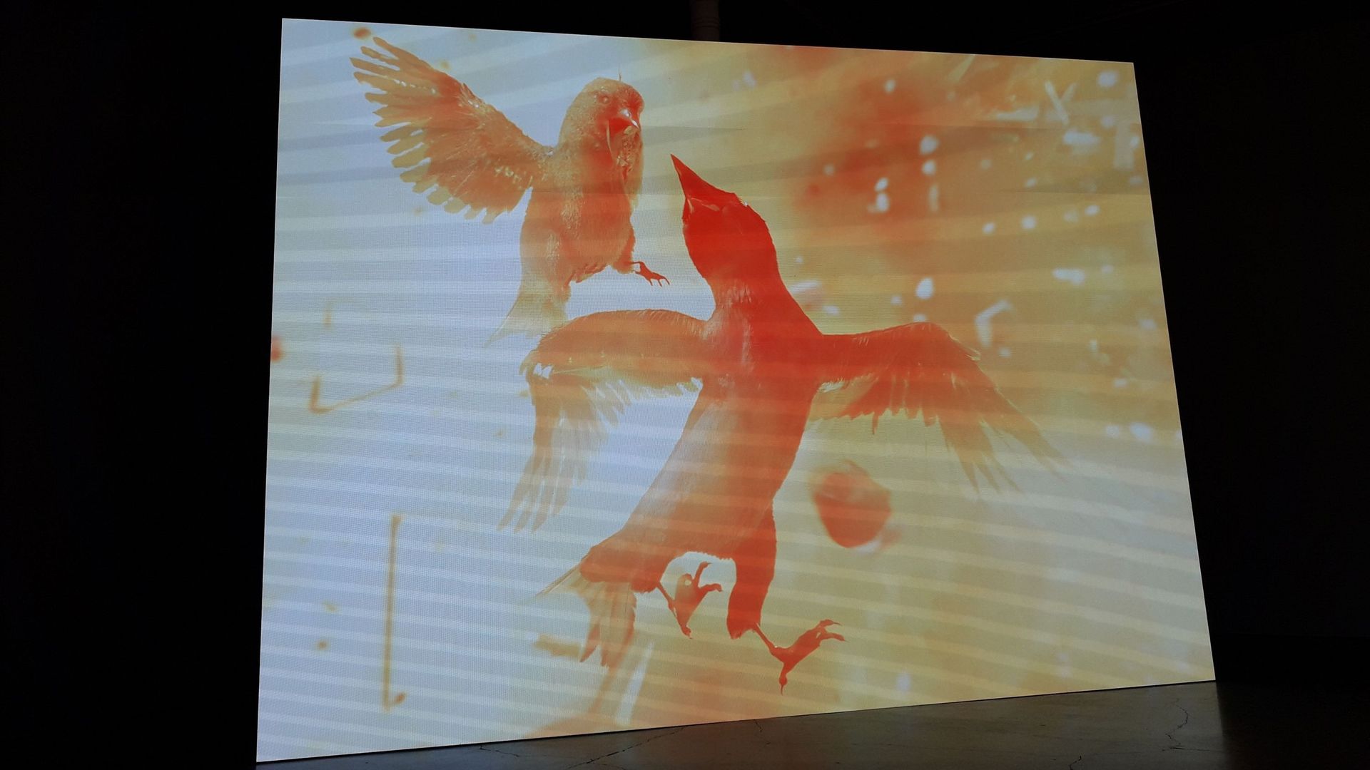 Birdsong, l'exposition de David Claerbout à découvrir à la galerie ...