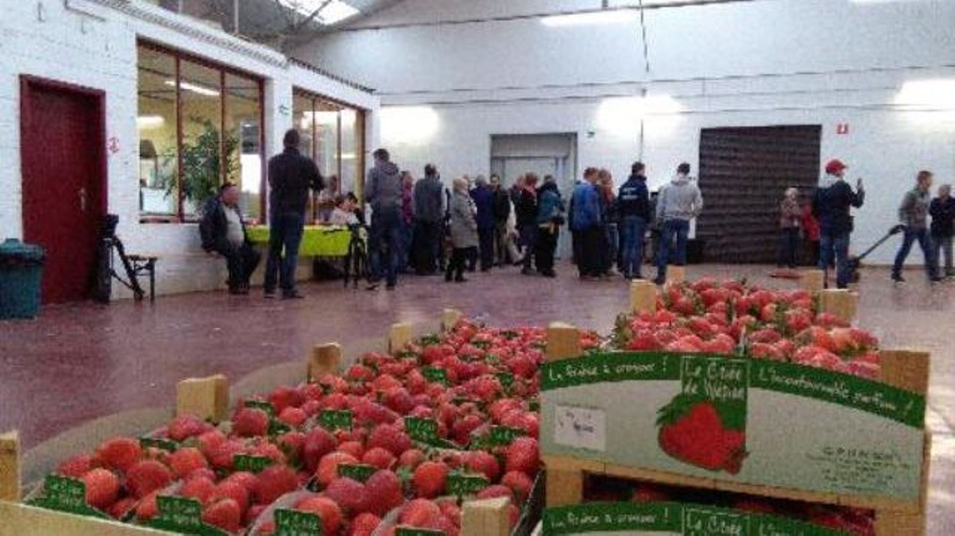 Les premières fraises de Wépion en vente ce vendredi, à près de 6 euros ...
