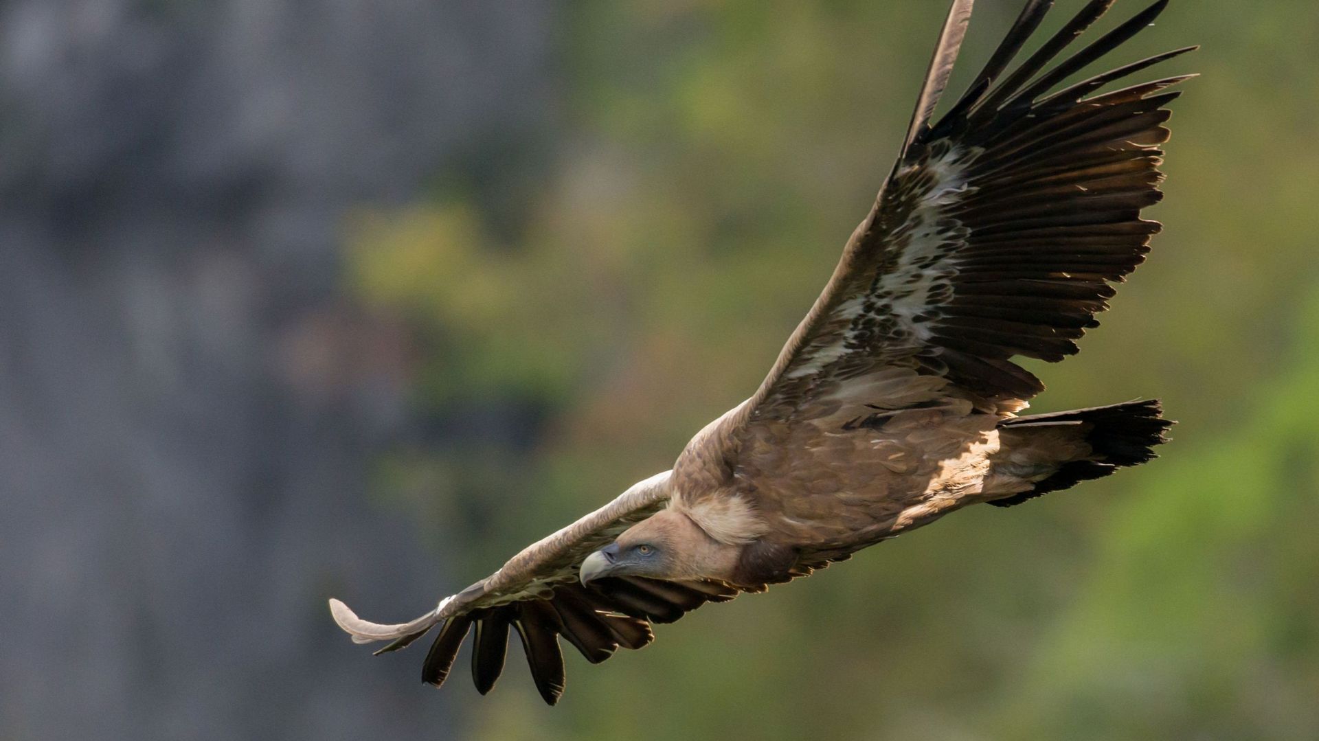 Lozère : 5 animaux insolites à observer dans le Parc National des ...