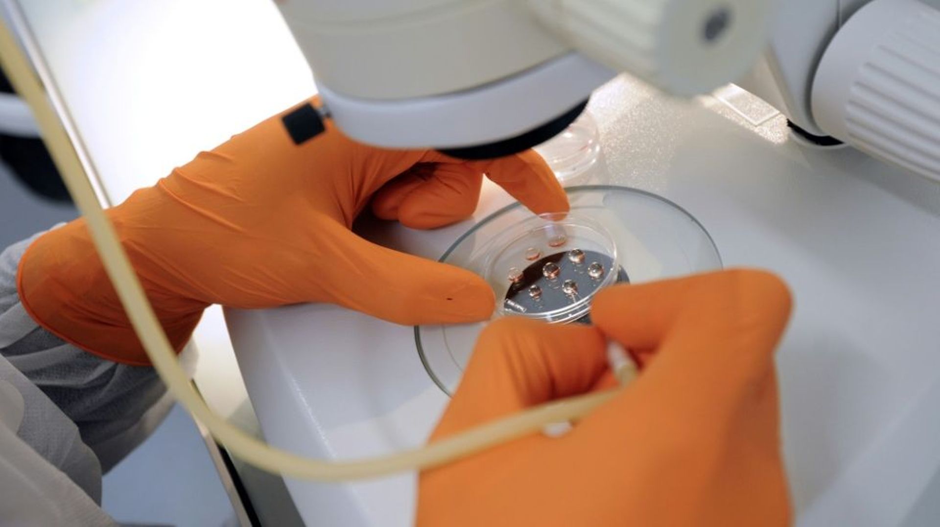 Le tout début de la vie humaine, comment se forme un embryon humain ...