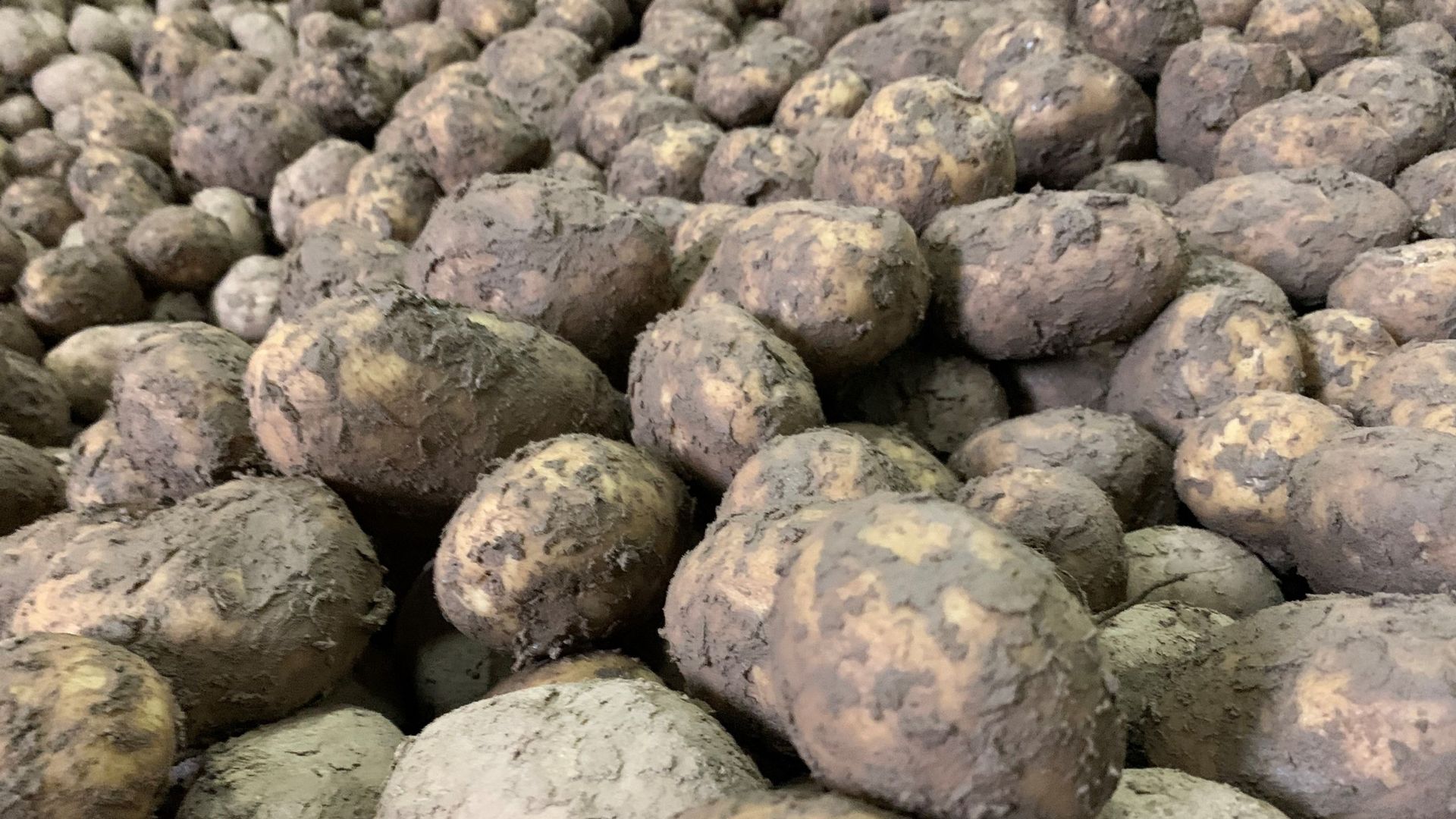 Challenges faced by farmers during the potato harvest due to rain and ...