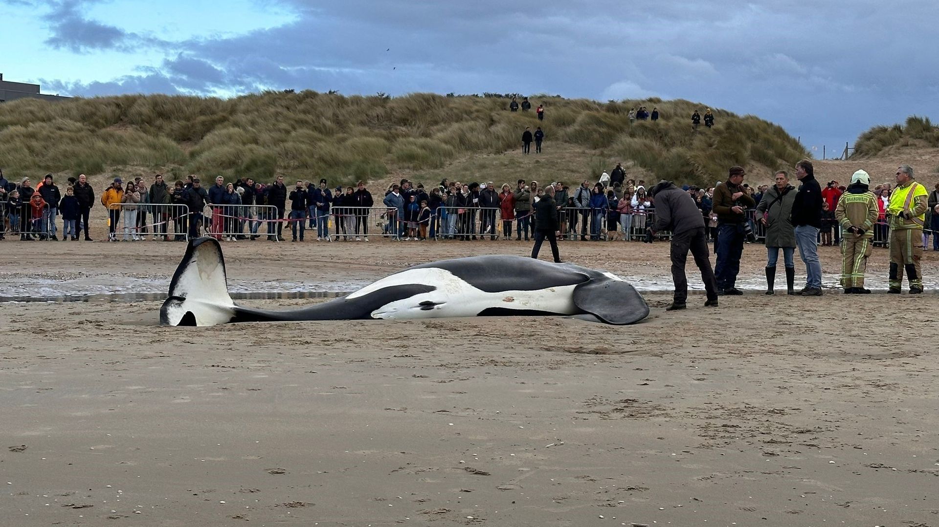 Une orque mâle s’échoue sur le rivage de la Panne - RTBF Actus