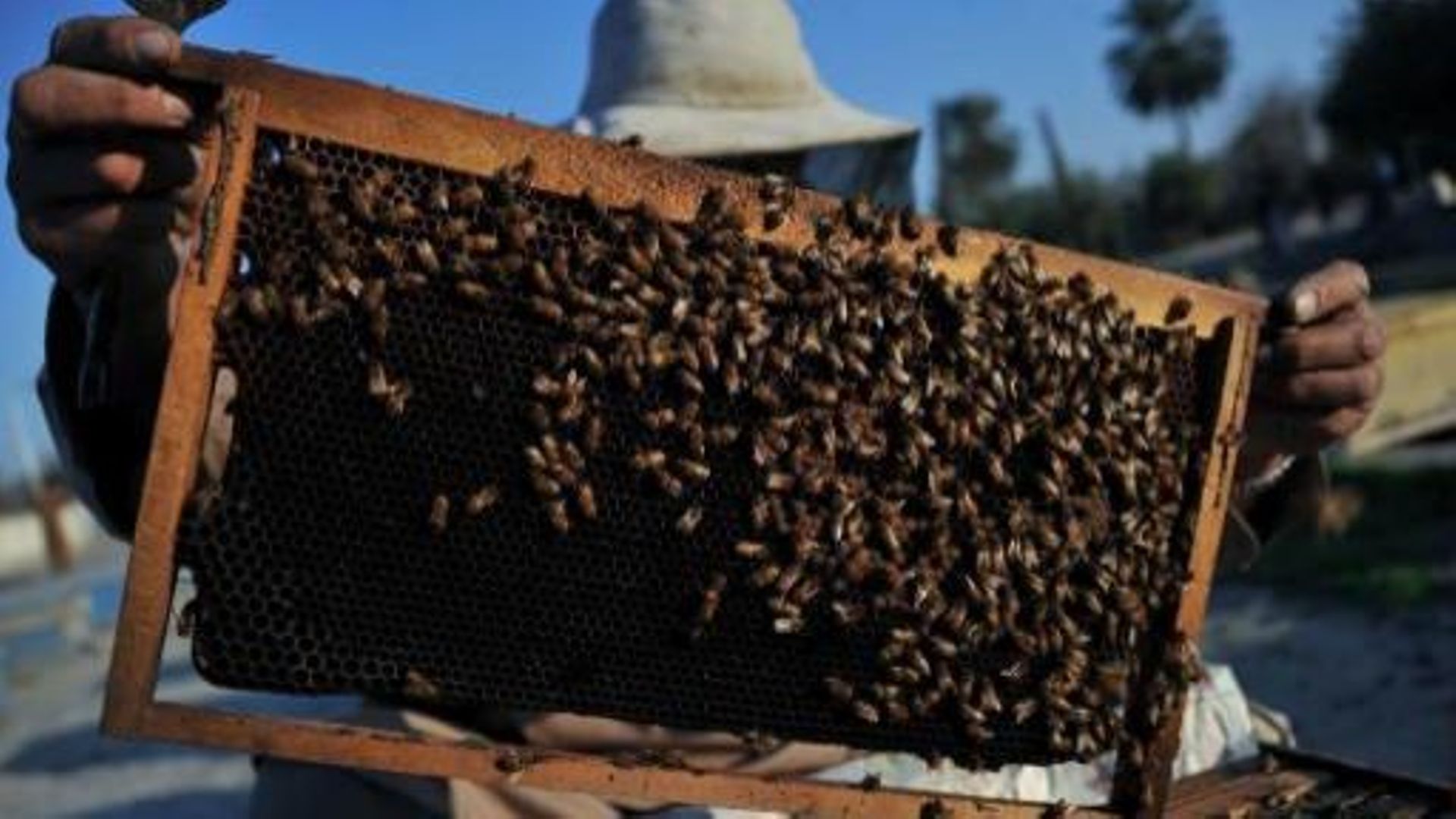 Les douanes américaines démantèlent un réseau de trafic de miel chinois ...