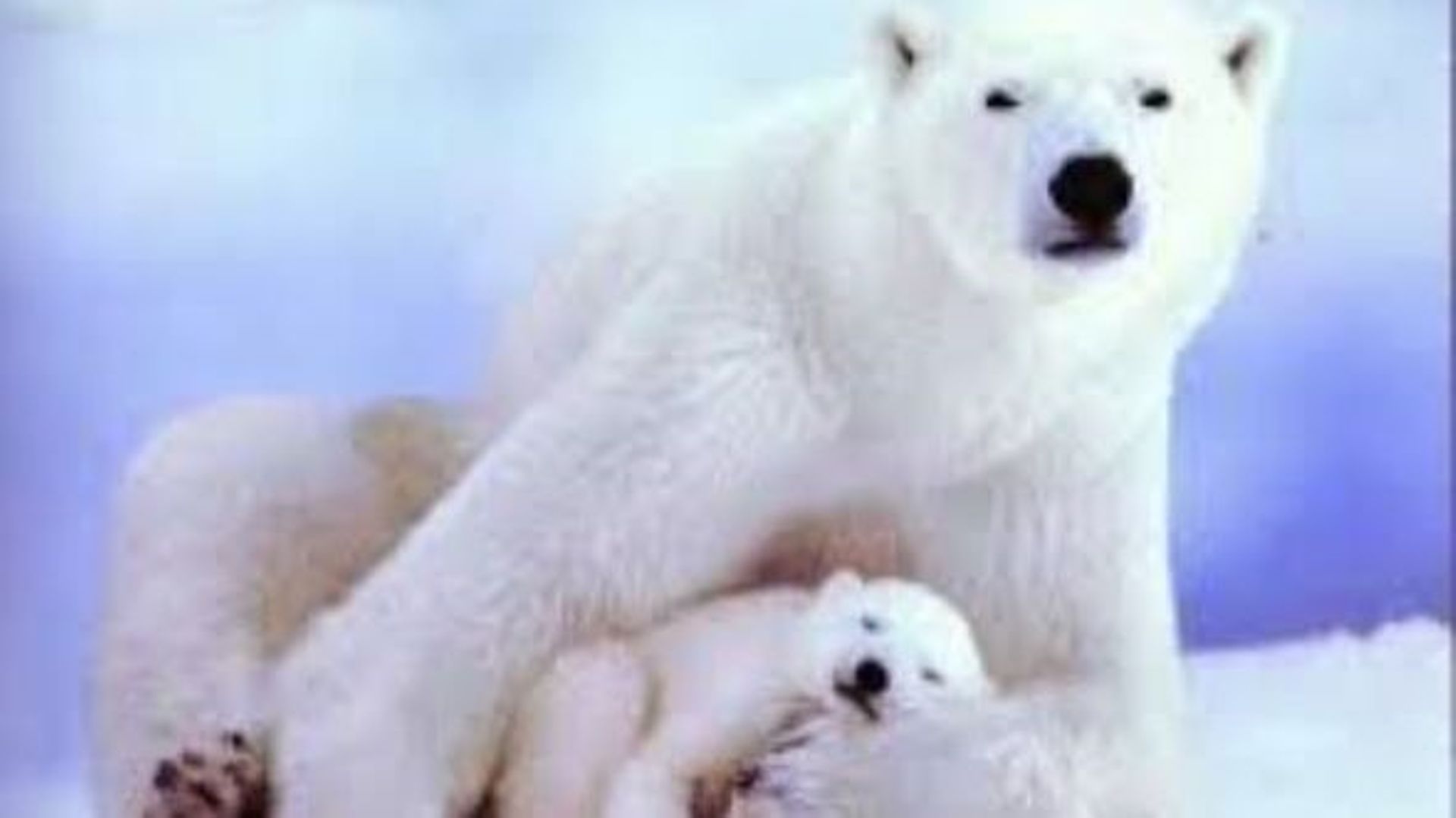 Des ours et des inuits - RTBF Actus