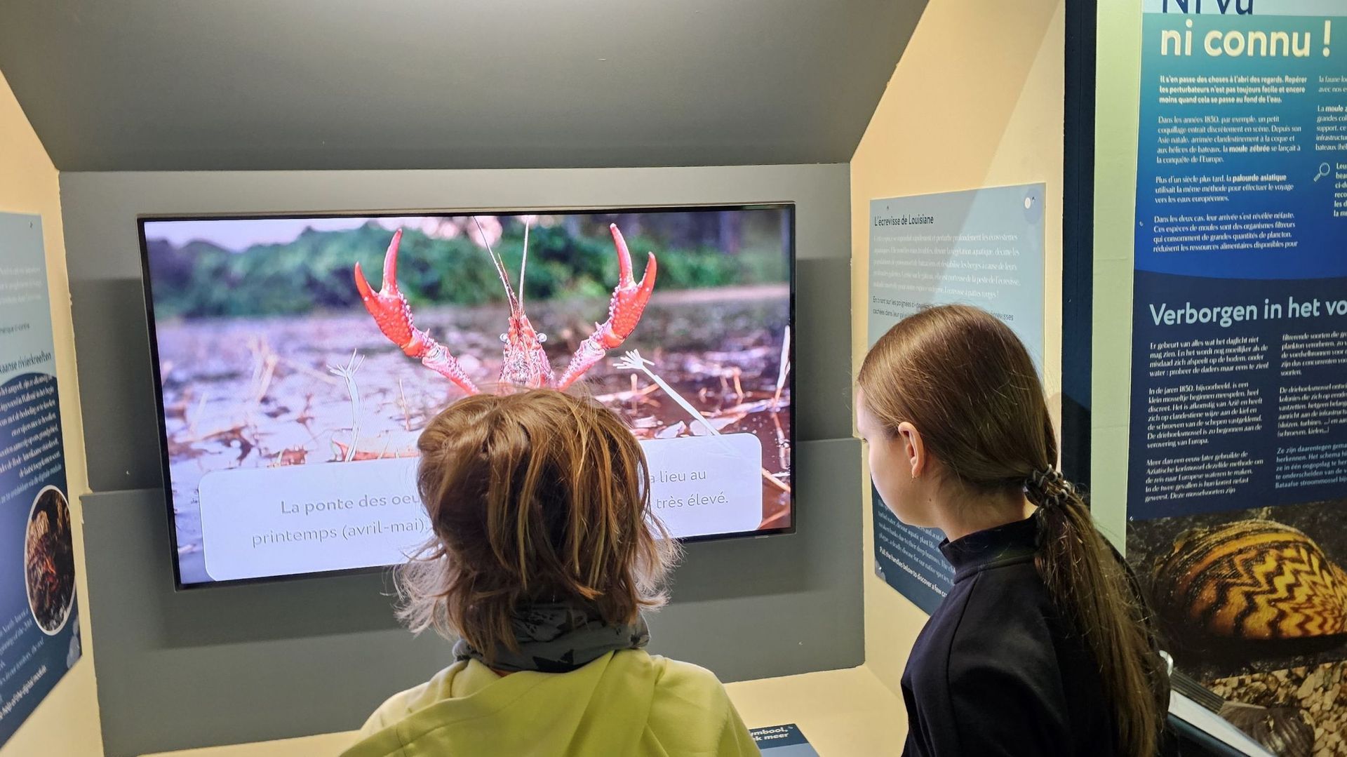 'Stop Invasions !' la nouvelle exposition du centre RIVEO à Hotton ...