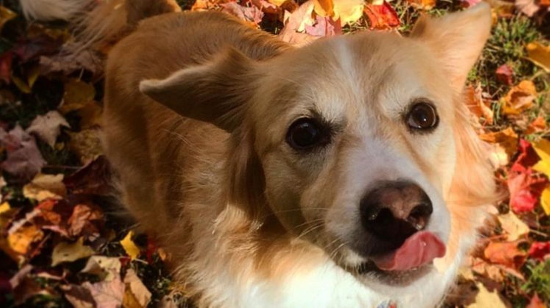 L'instant cute : Maple, le chien-musicien - RTBF Actus