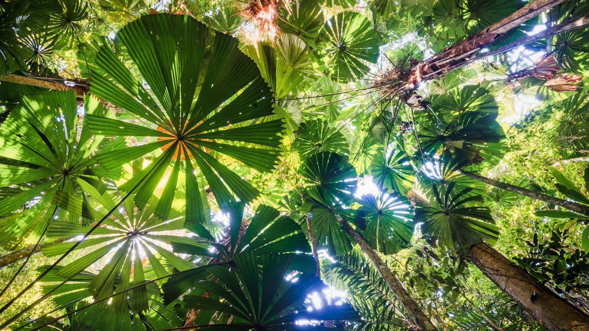 La pollution à l'ozone réduirait la capacité des forêts tropicales à ...