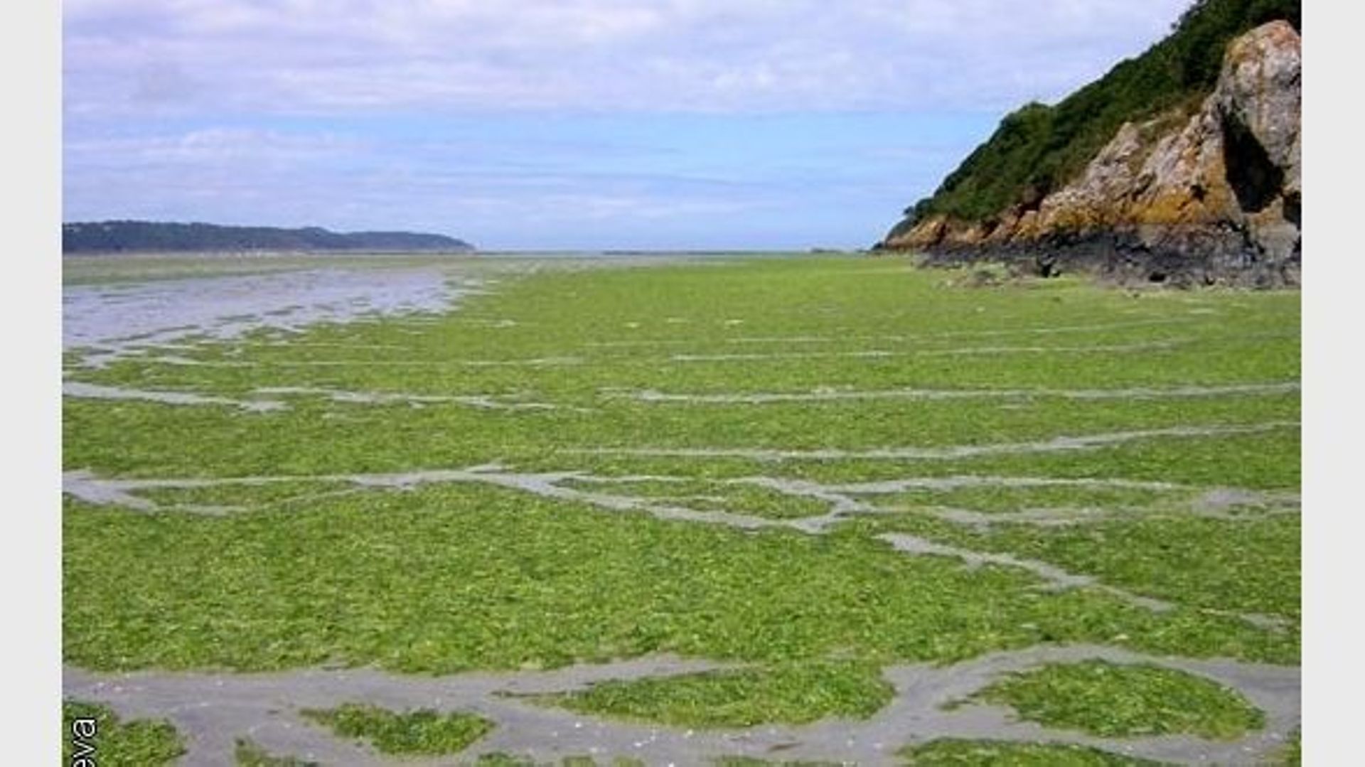 Planète Première : les algues vertes - RTBF Actus