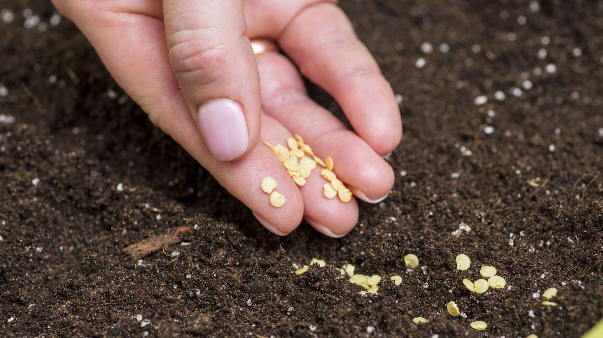 Tout savoir sur les semis de poivrons : techniques, calendrier et ...