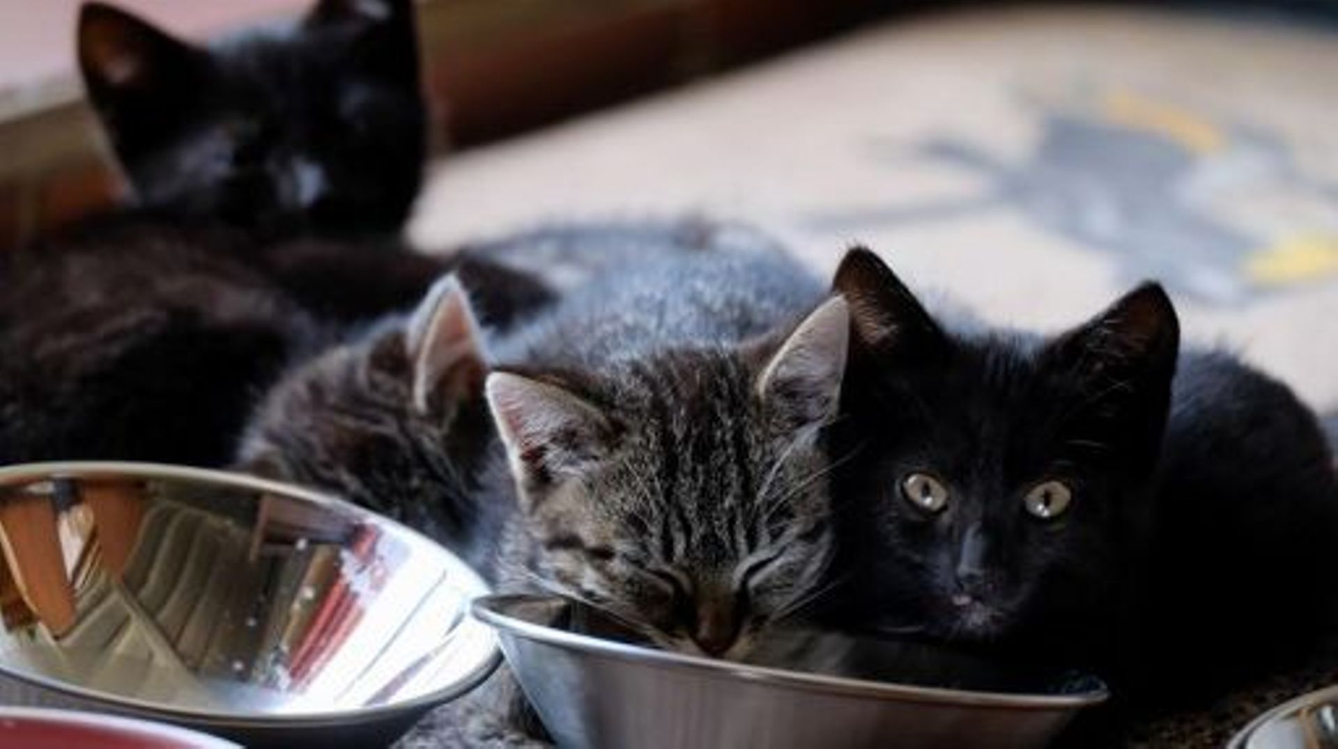 'Il créait du lien social, et laisse un quartier uni' : le chat 'Roger ...