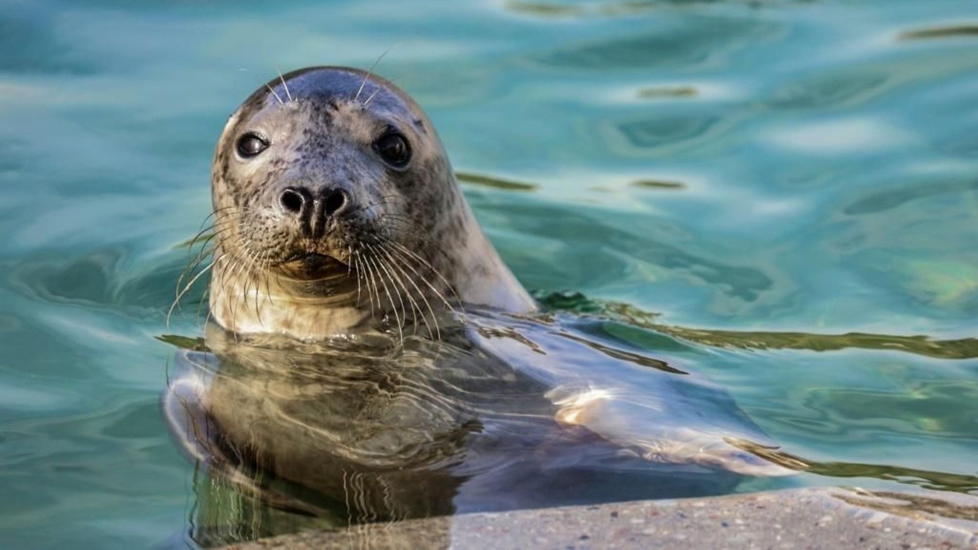 Bokep sd i have utilized this service in the past then once