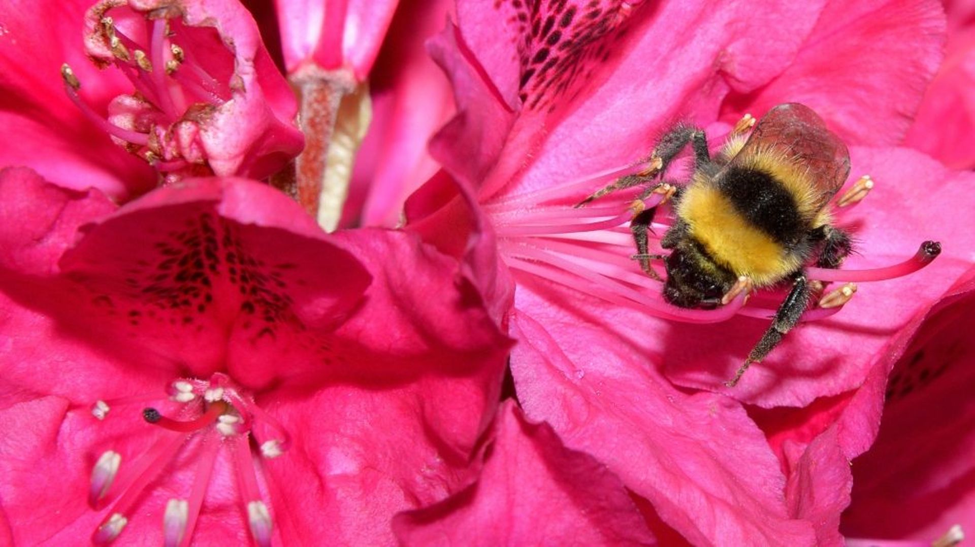 Pollinisation: les populations de bourdons se raréfient en Belgique - RTBF Actus