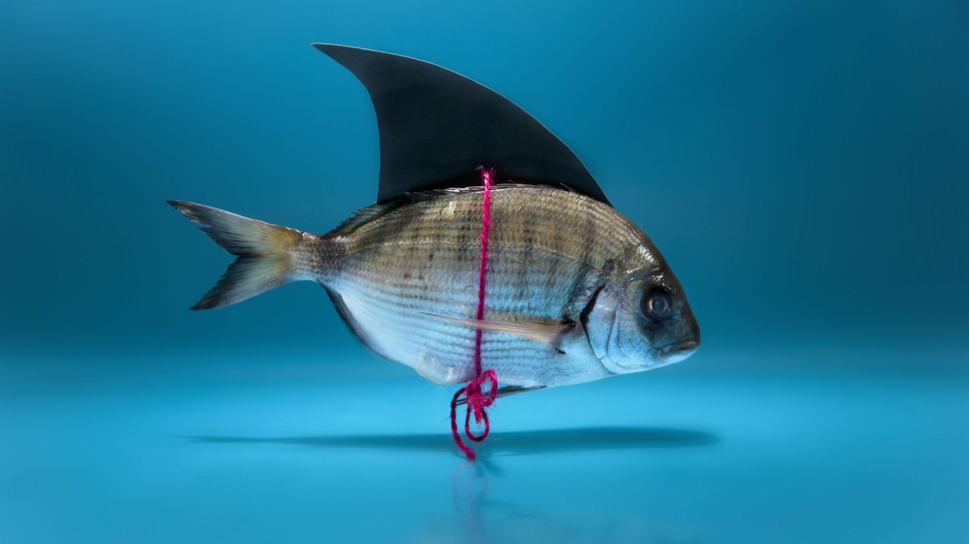 Le poisson d’avril, espèce menacée à l’ère des 'fake news' - RTBF Actus