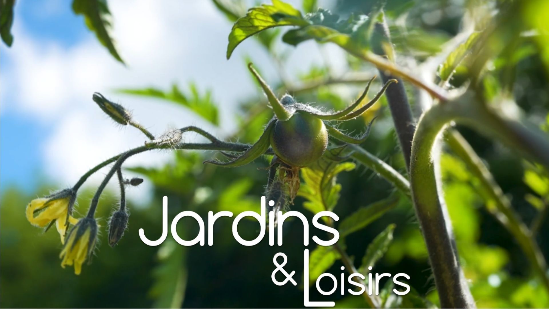 Des légumes qui poussent au potager en hiver - RTBF Actus