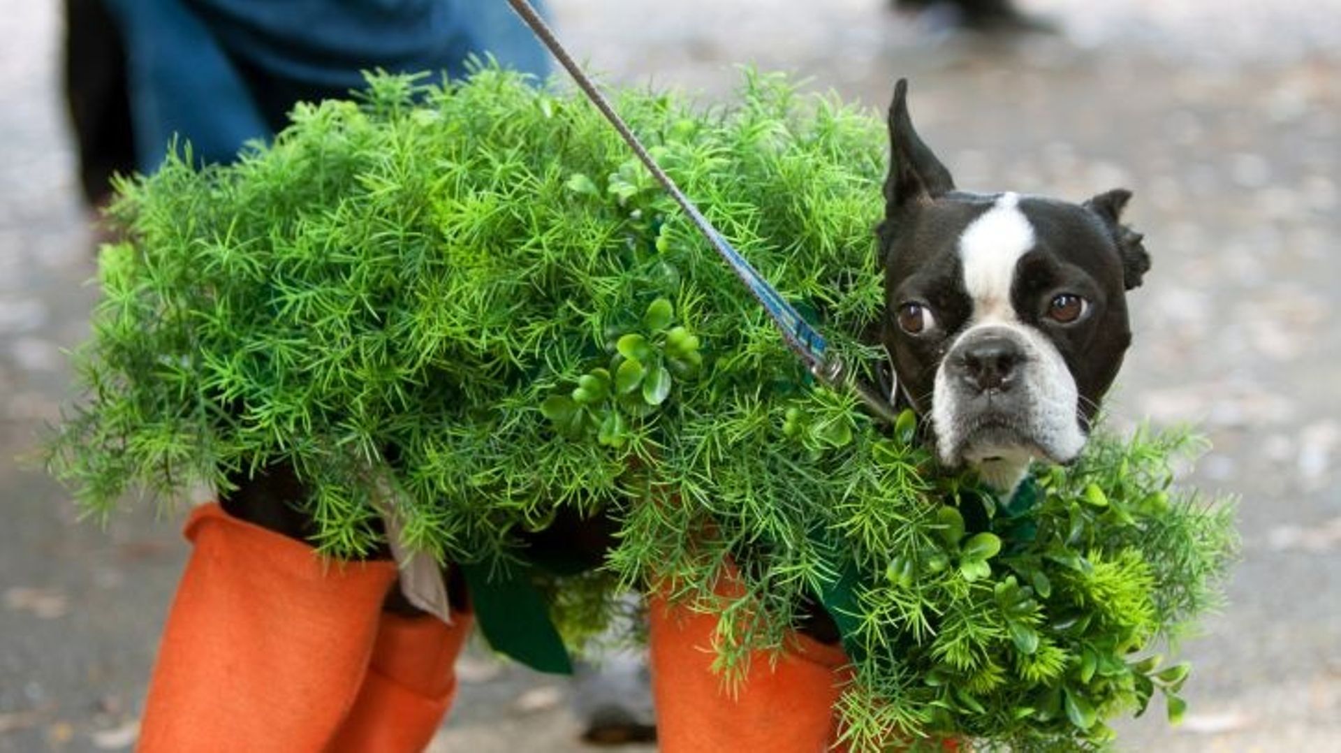 Bêtes de mode : les chiens les plus stylés de la planète - RTBF Actus