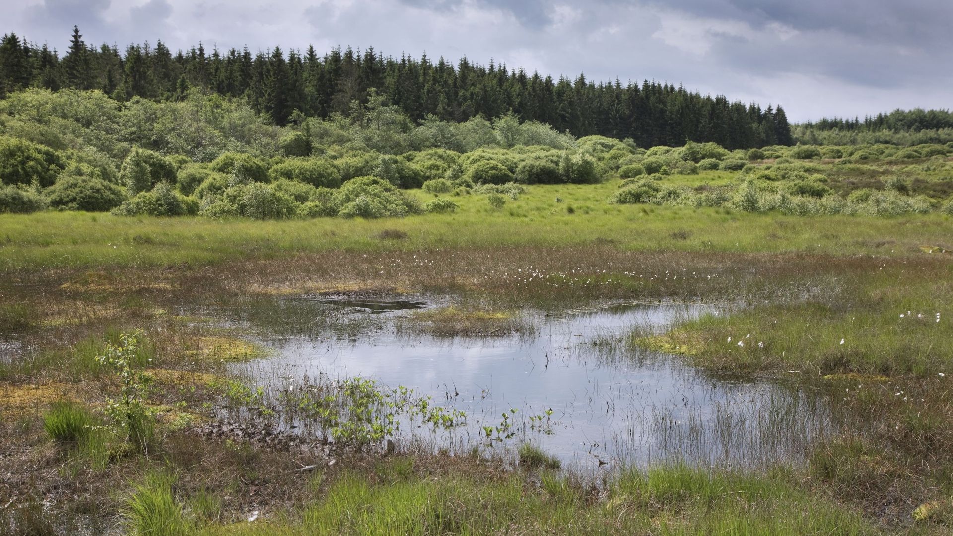 La sphaigne : quel est cet organisme extraordinaire des Hautes Fagnes ...