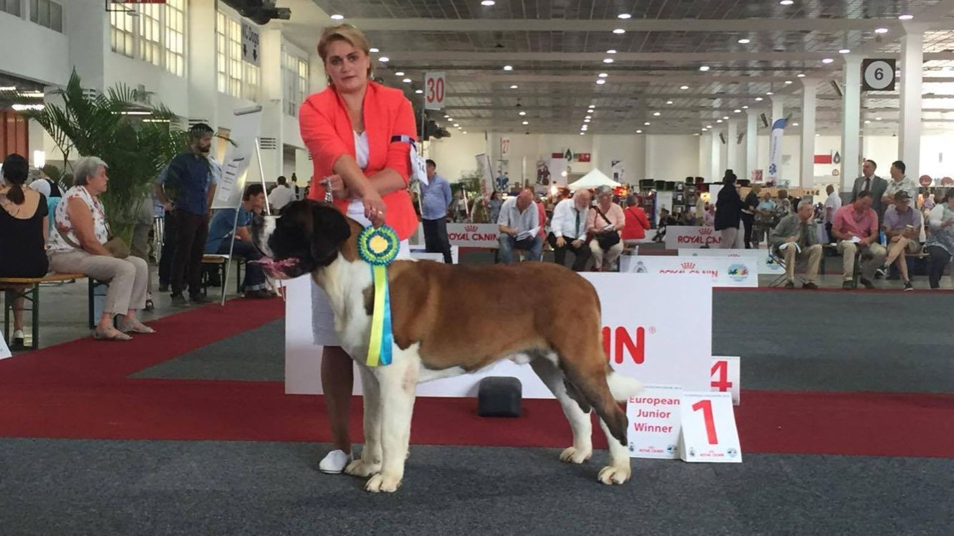 Le mâtin belge, cette race de chien en pleine reconstruction - RTBF Actus