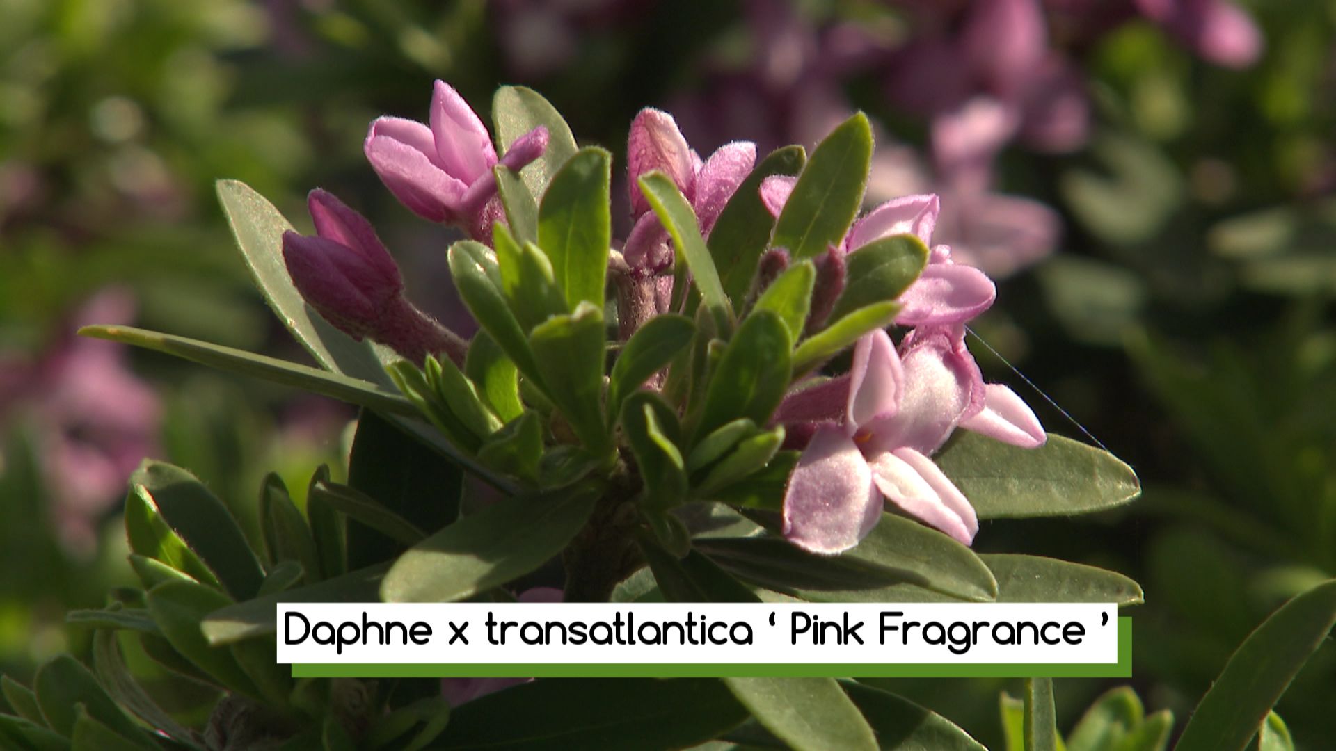 Daphne 'Pink fragrance' - RTBF Actus