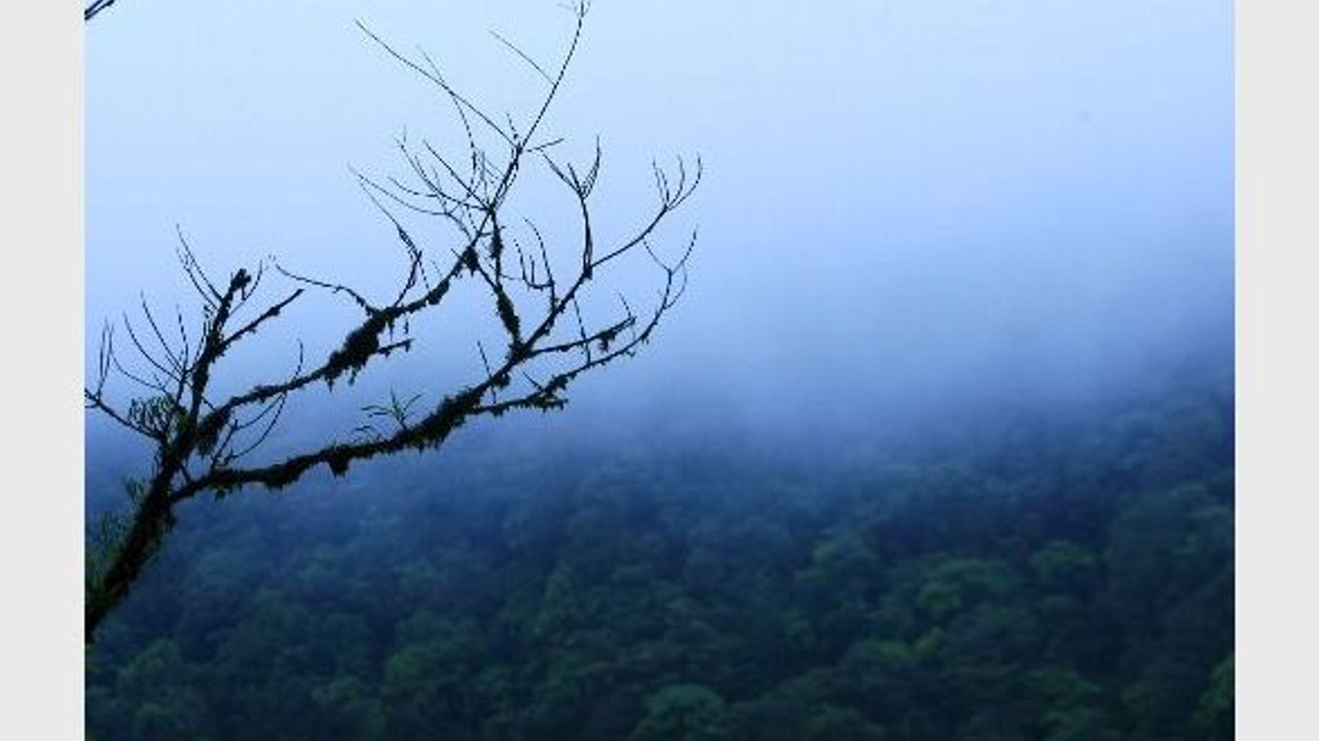 Planète : psychologie de l'arbre