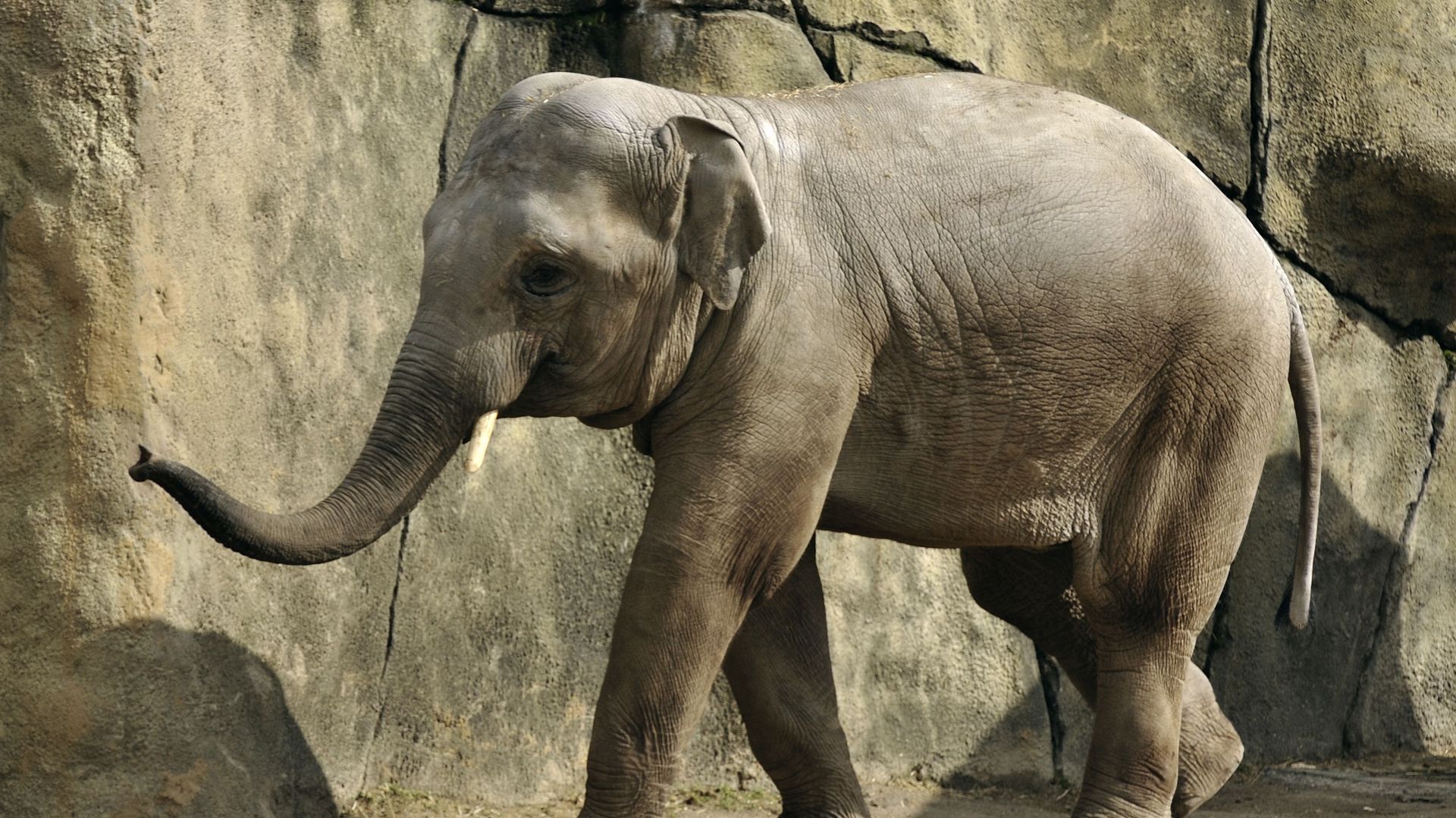 Le Zoo d'Anvers fête ses 170 ans le 21 juillet prochain - RTBF Actus