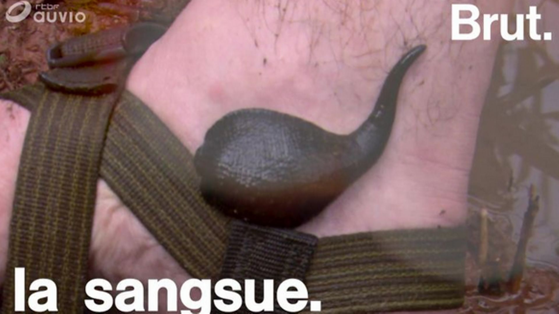 La sangsue, un animal peu attirant mais prisé dans les hôpitaux - RTBF ...