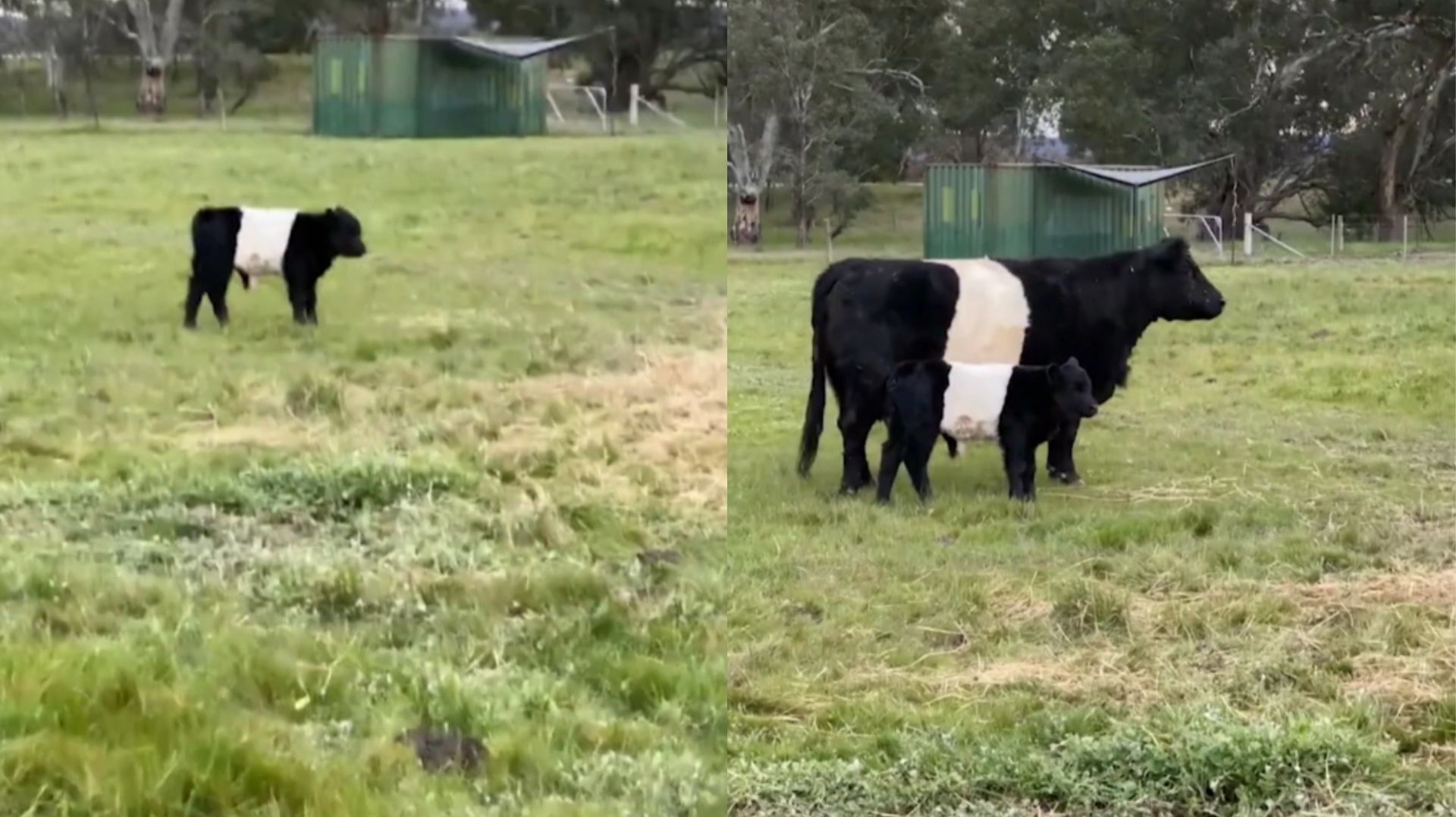 Vidéo insolite : la vache qui tâche sans tache - RTBF Actus
