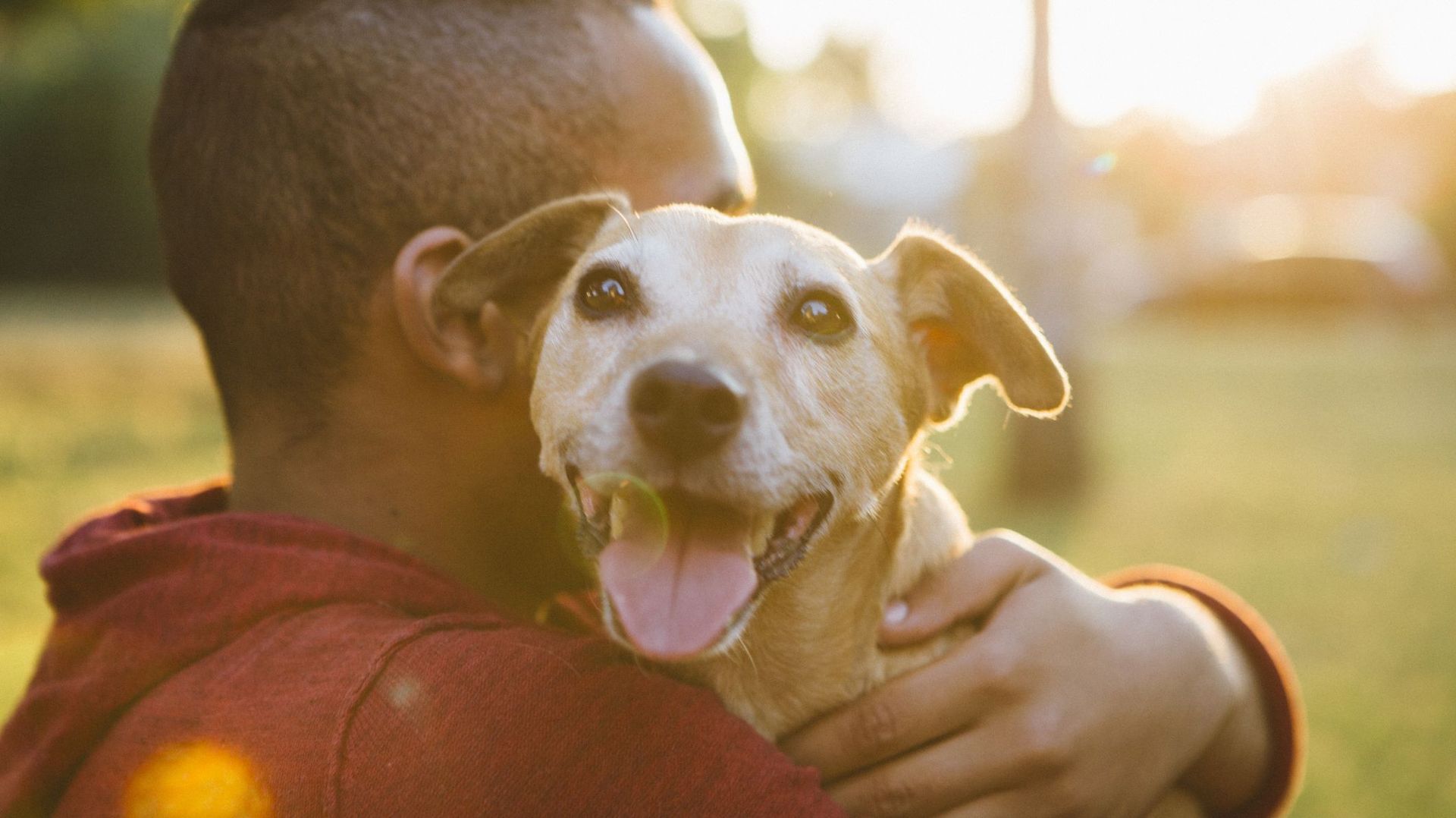 5 conseils pour prendre soin de son chien - RTBF Actus