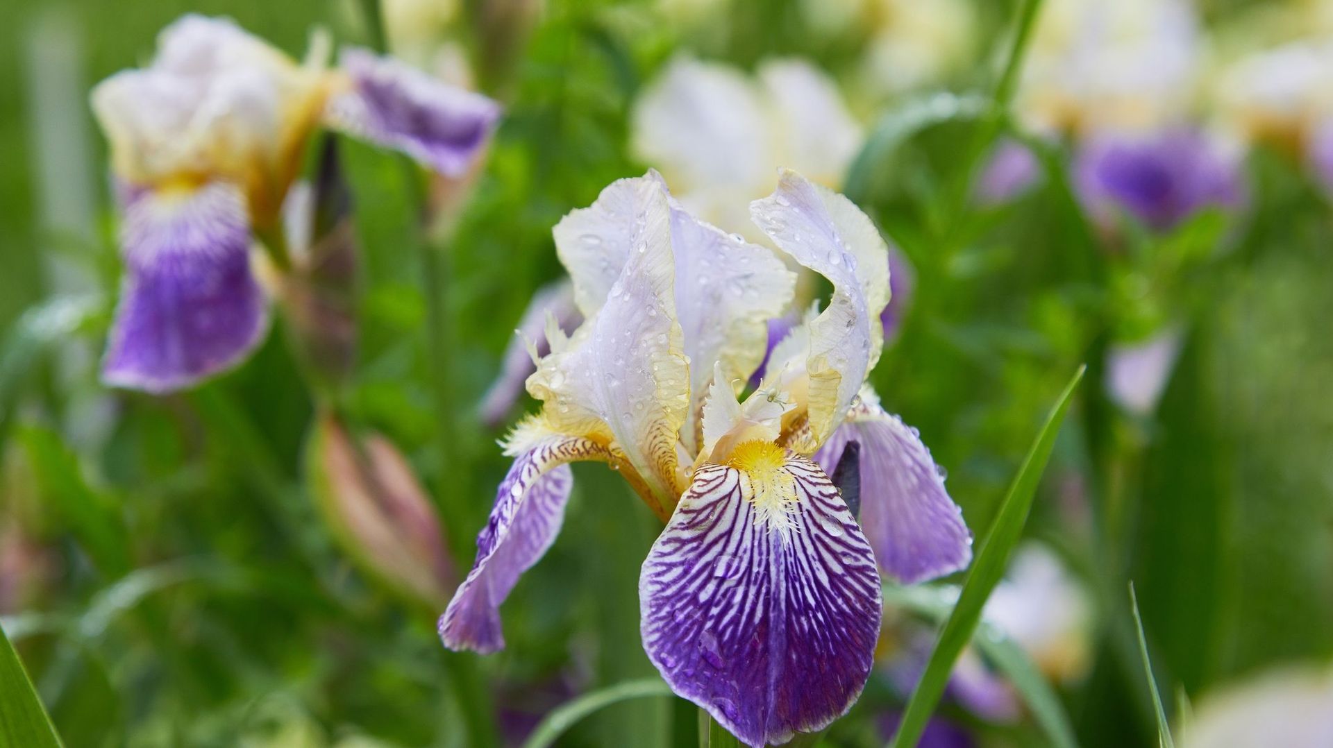 Iris des jardins ou Iris barbus : septembre est encore le bon moment ...