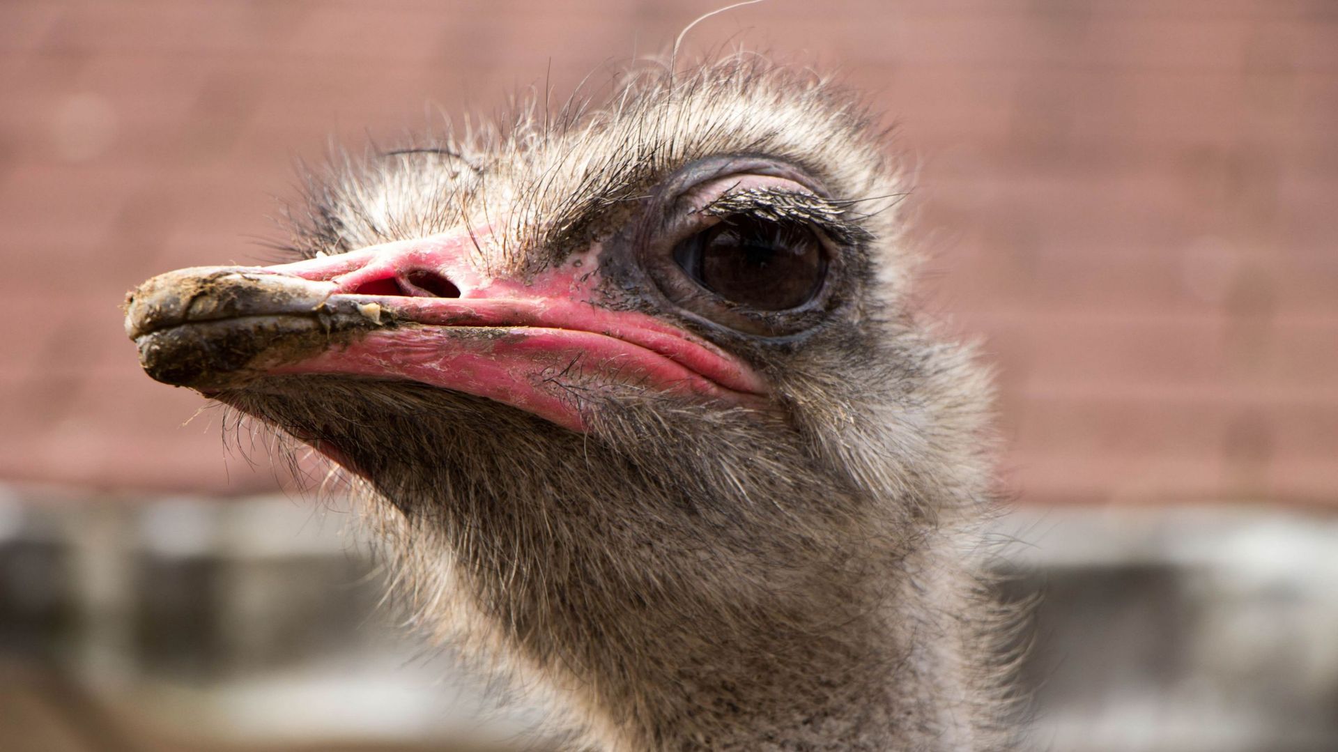 Une autruche fait la course avec des cyclistes pros (vidéo) - RTBF Actus