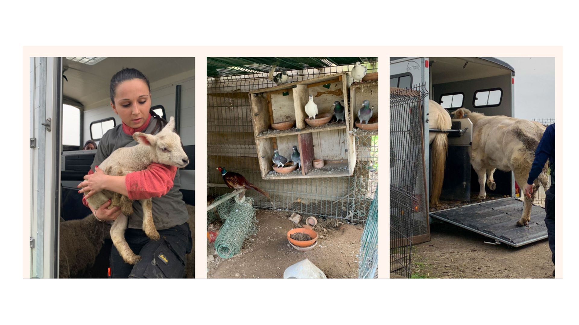 Lessines : 70 animaux maltraités pris en charge par Animaux en Péril ...